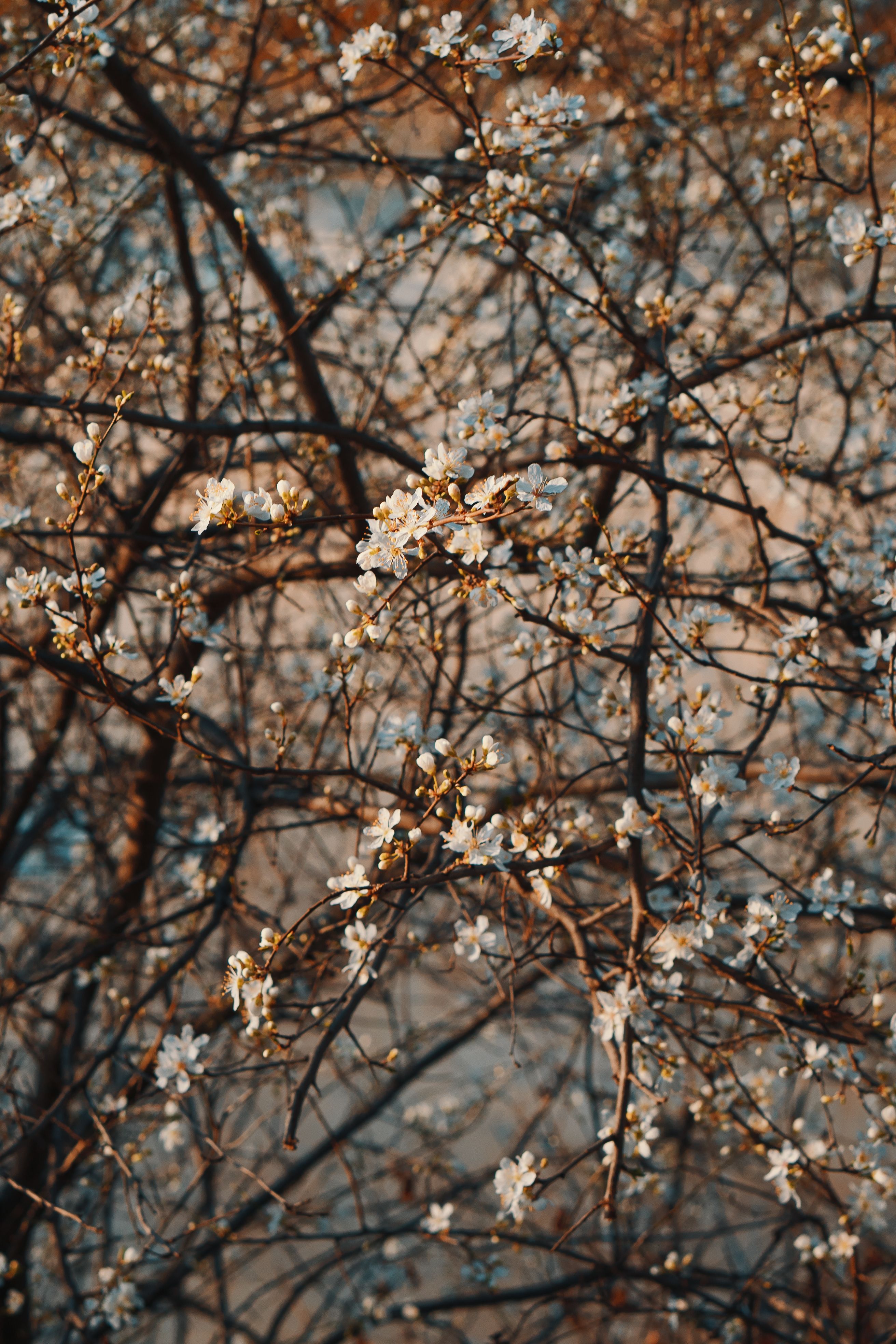 Spring Blossoms on Tree · Free Stock Photo
