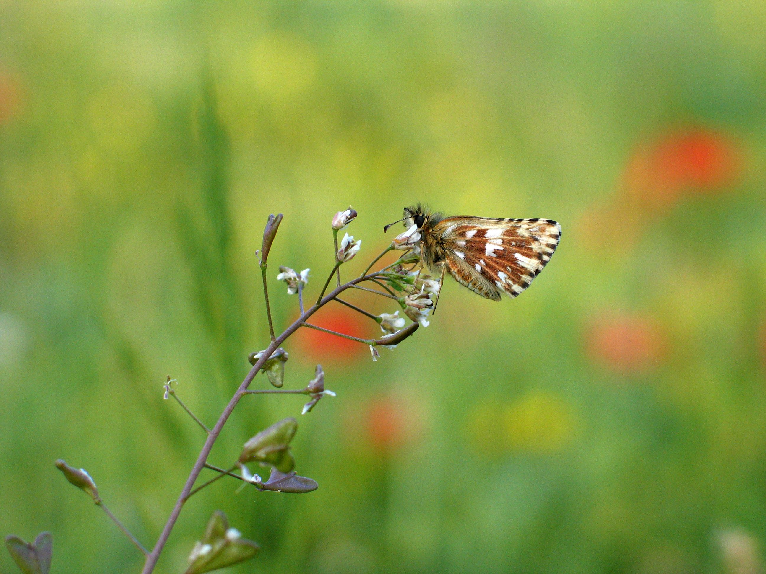 Butterfly Sea Photos, Download The BEST Free Butterfly Sea Stock Photos ...