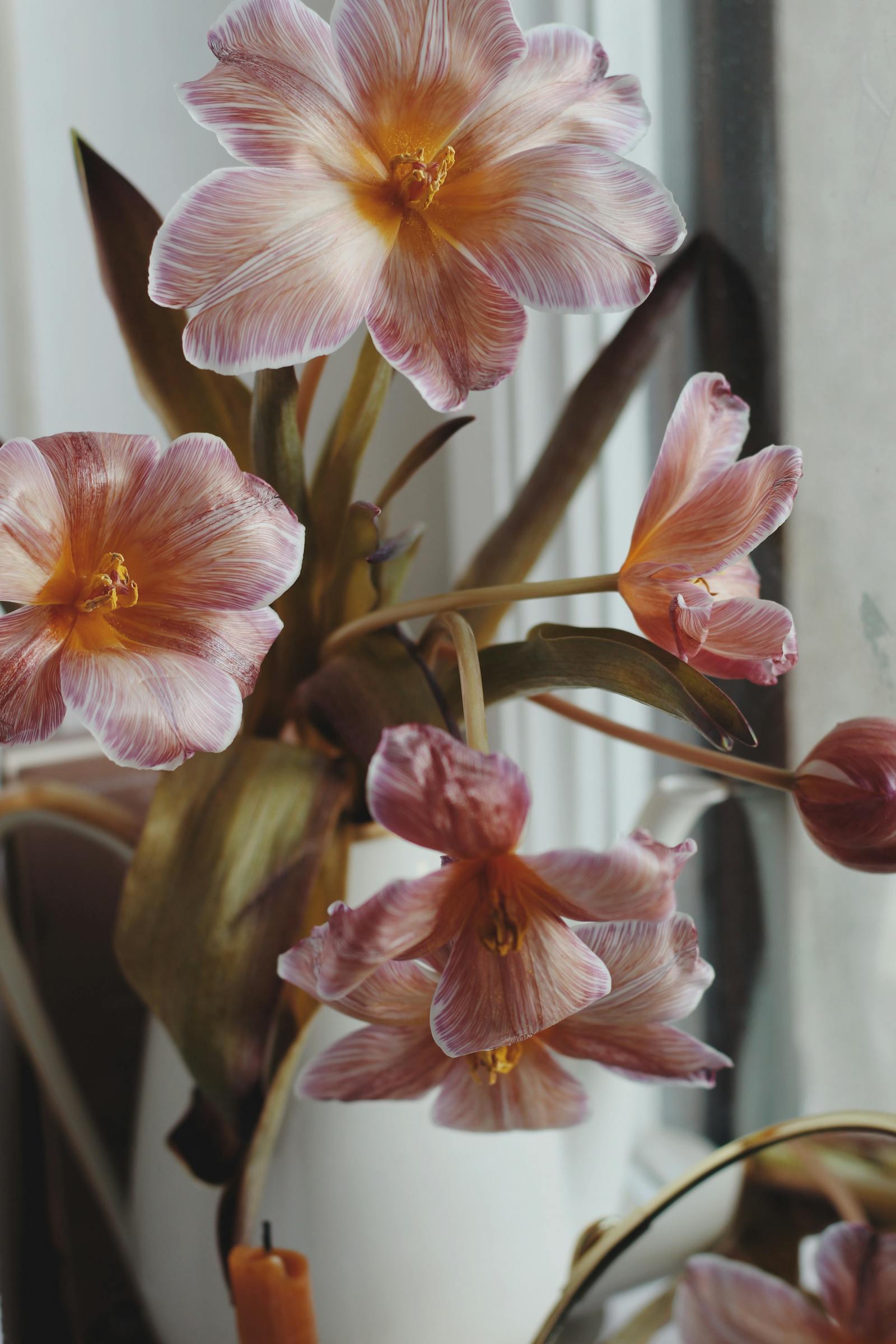 Dusty Pink Photos, Download The BEST Free Dusty Pink Stock Photos & HD ...