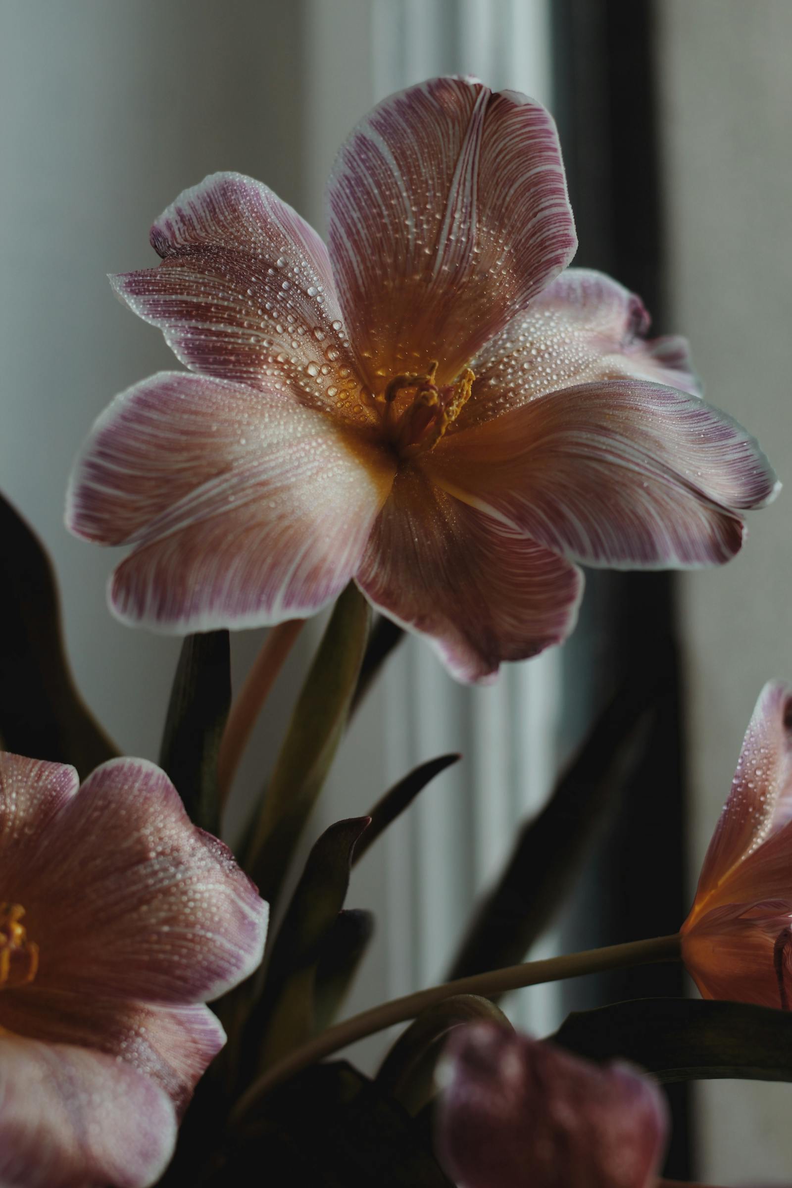 Flower Bracket Photos, Download The BEST Free Flower Bracket Stock ...