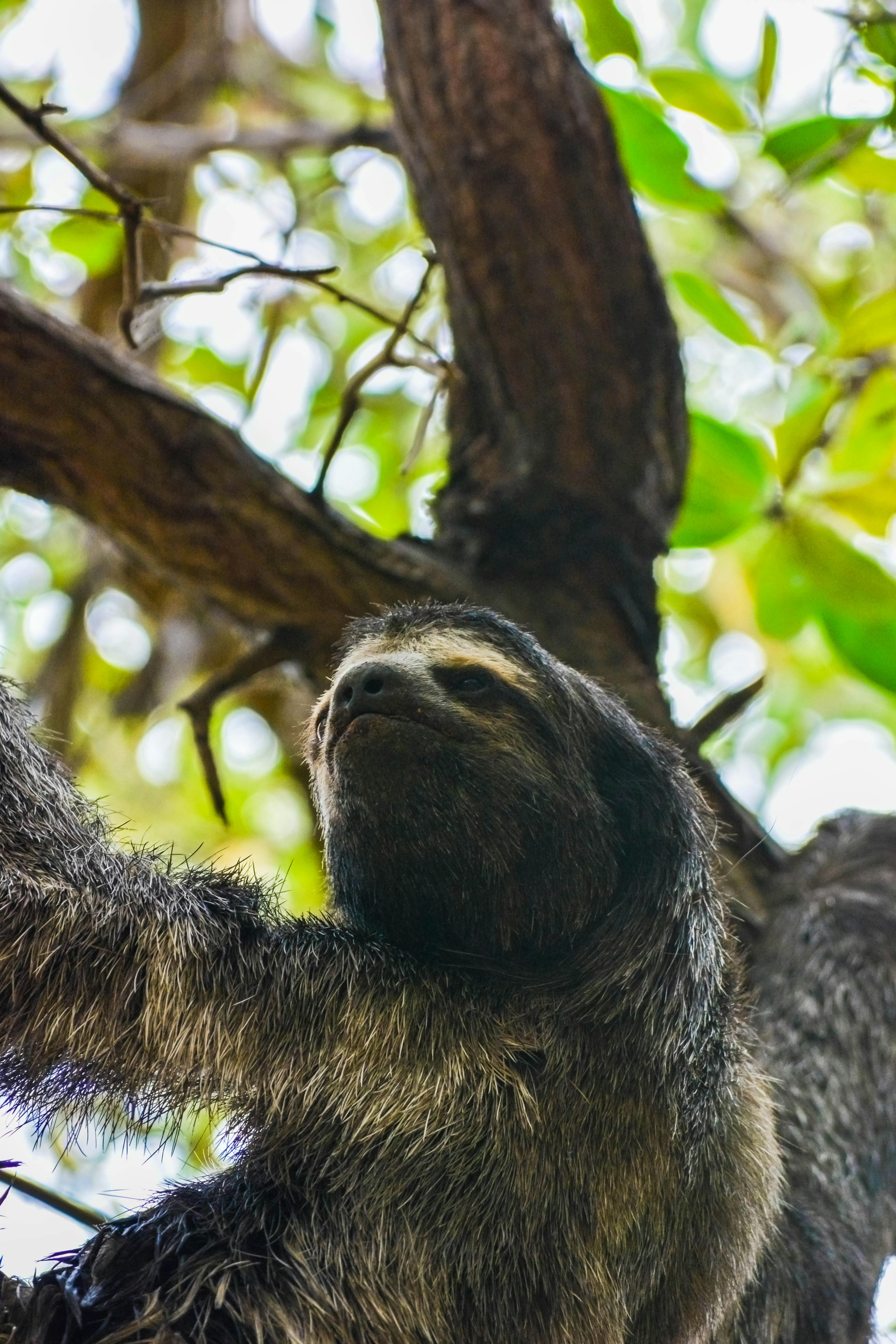 Sloths Photos, Download The BEST Free Sloths Stock Photos & HD Images