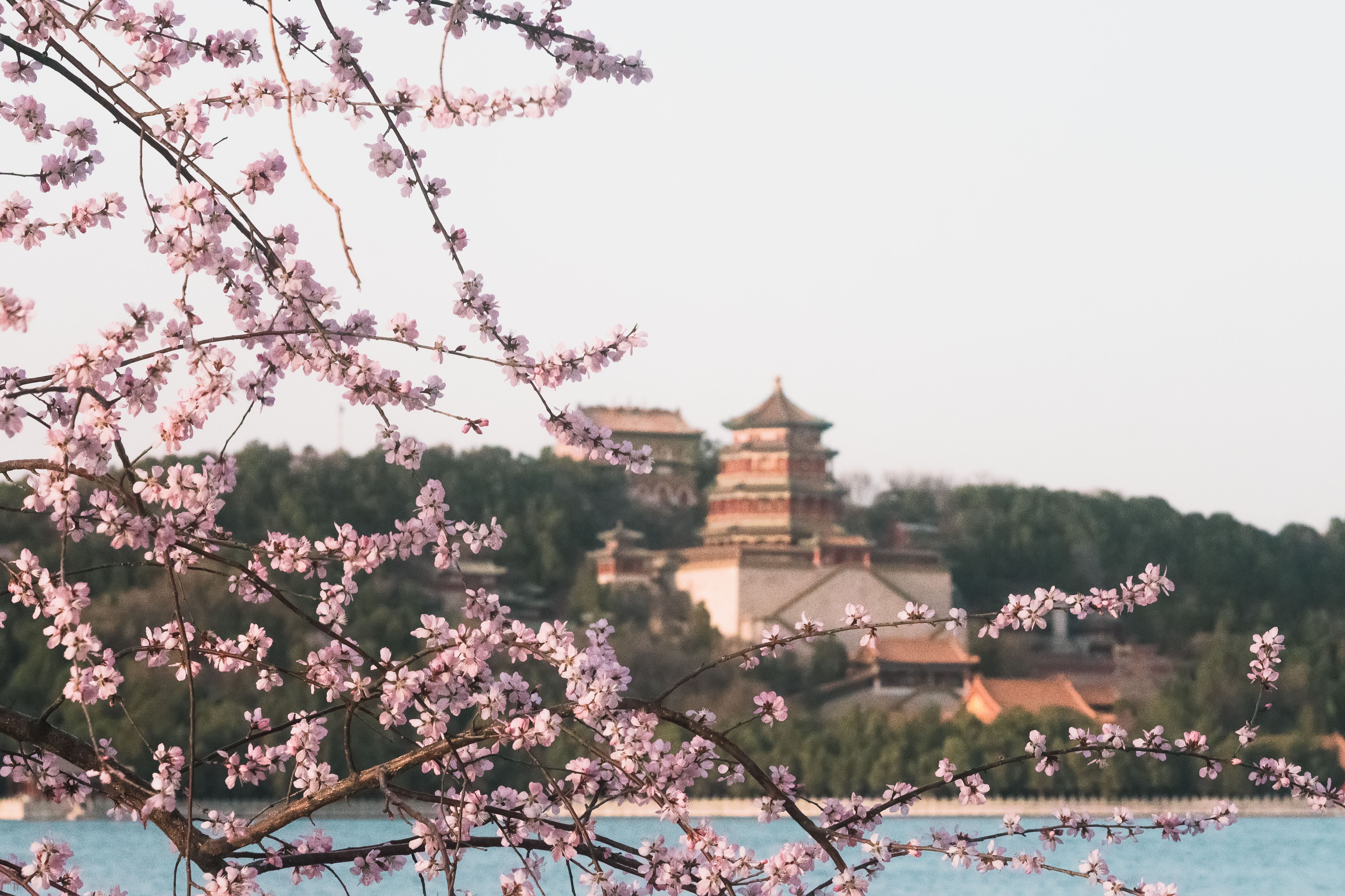 Branches of Cherry Blossoms by the Kunming Lake with Beijing Summer ...