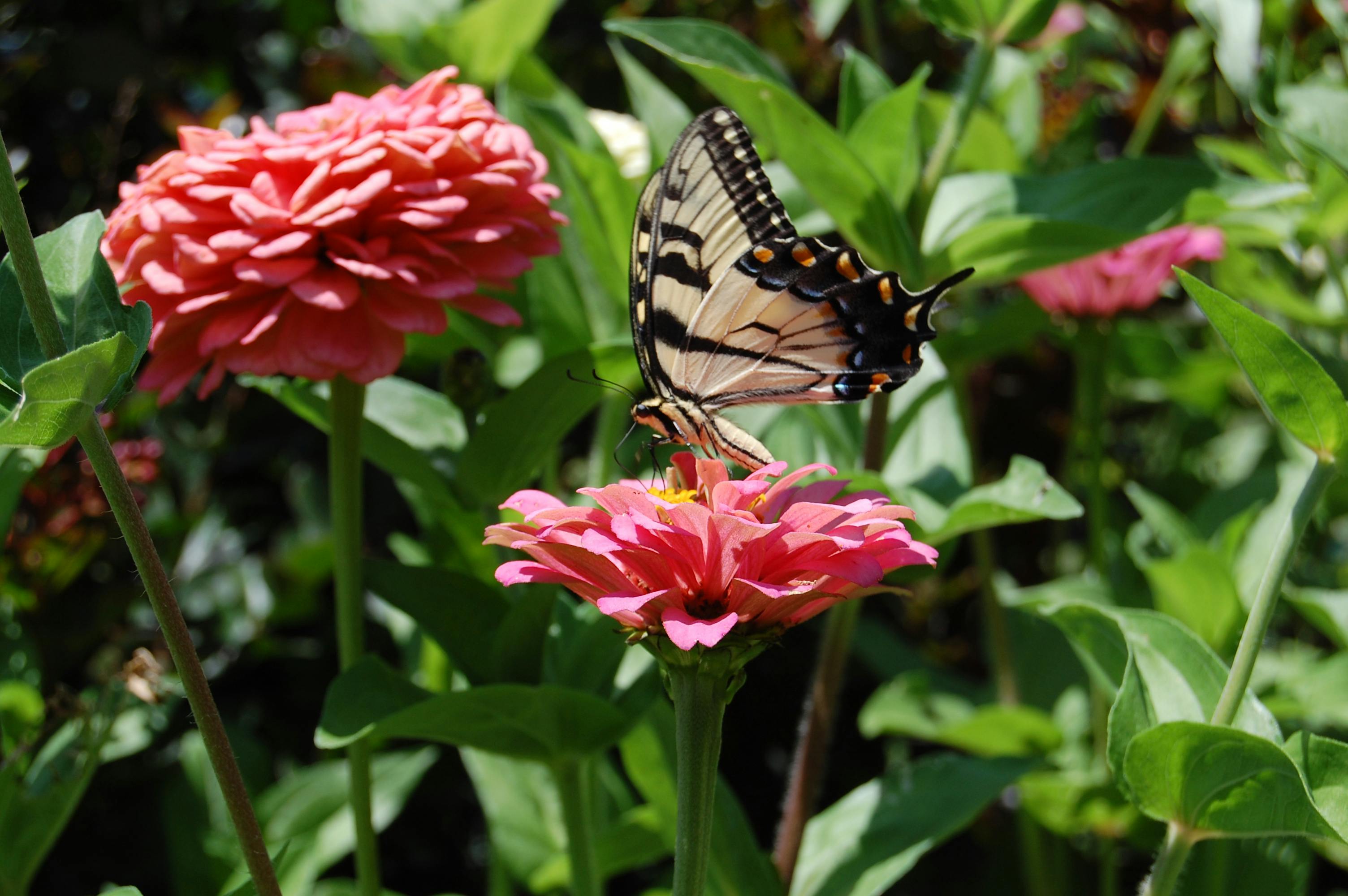 Eastern Tiger Swallowtail on Zinnia Flower in Garden · Free Stock Photo