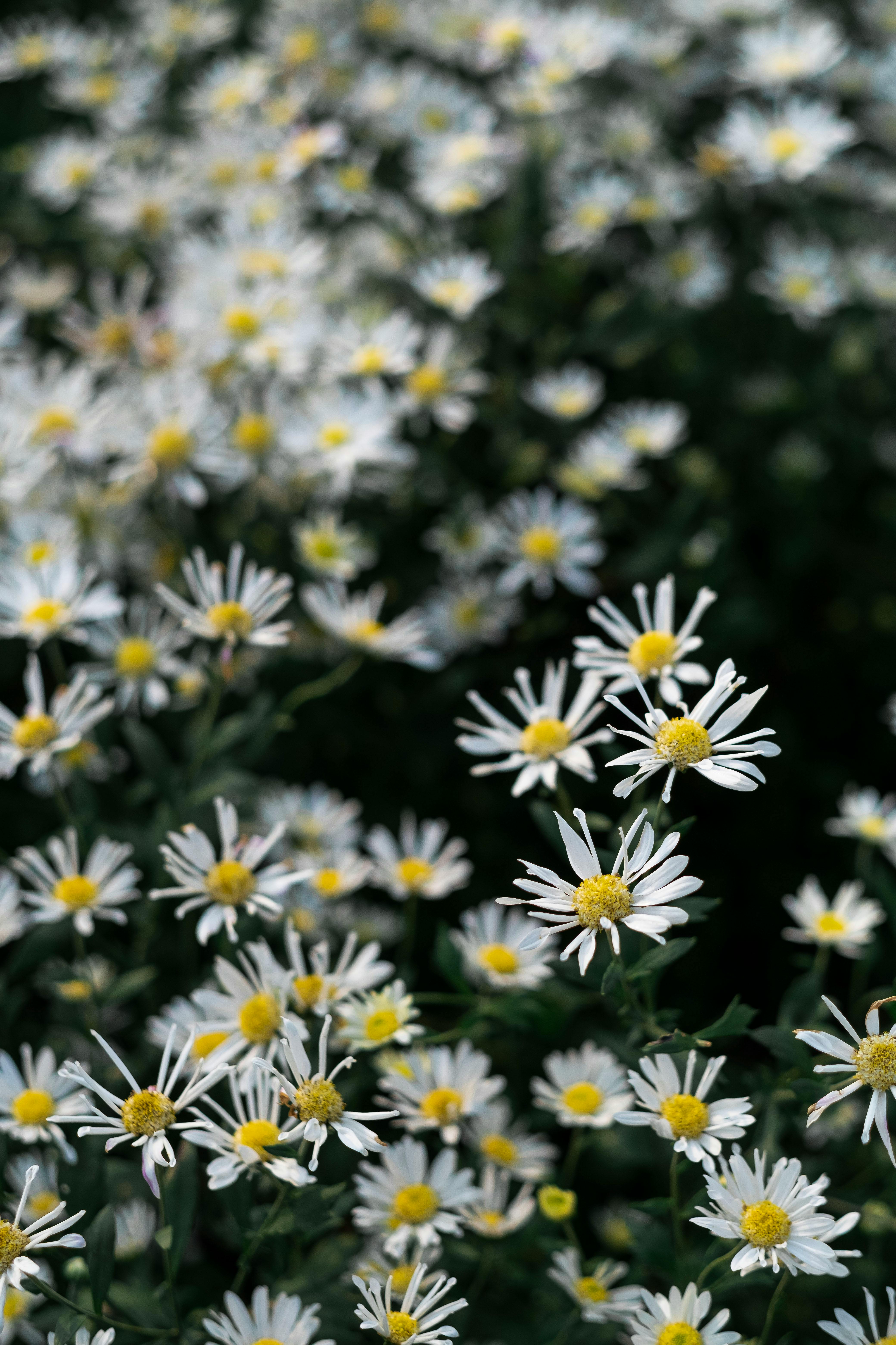 Close up of Chamomile Flowers · Free Stock Photo
