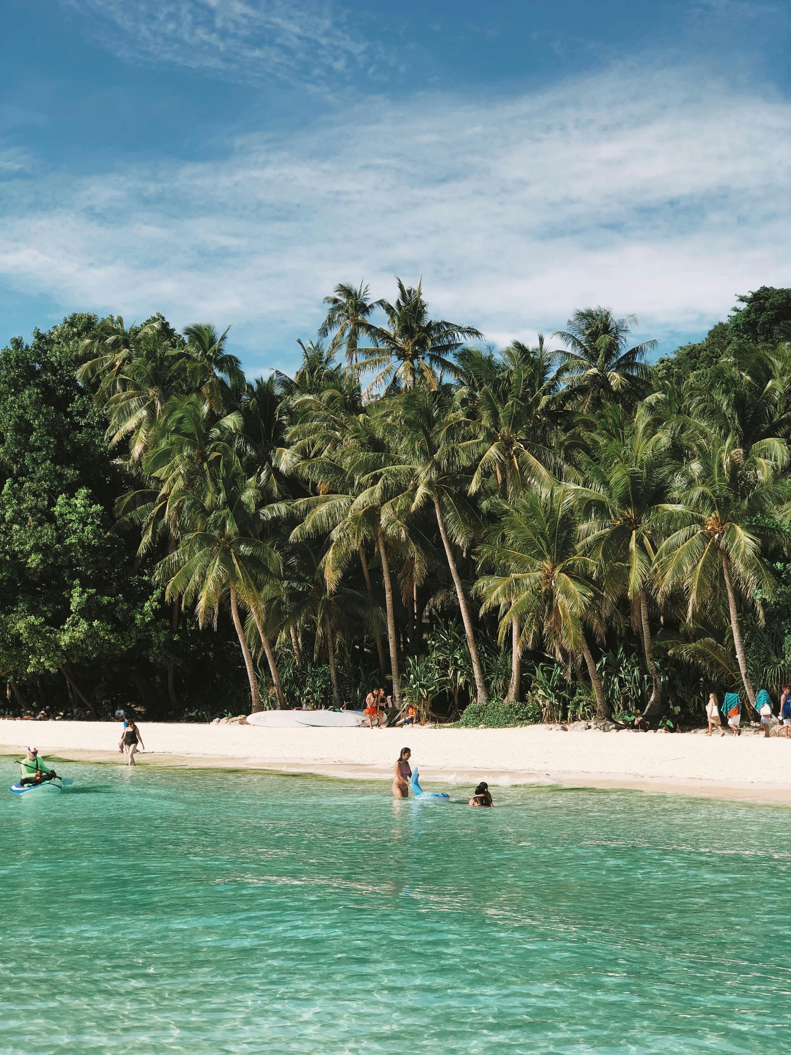 Photo of a Single Palm Tree on the Beach · Free Stock Photo