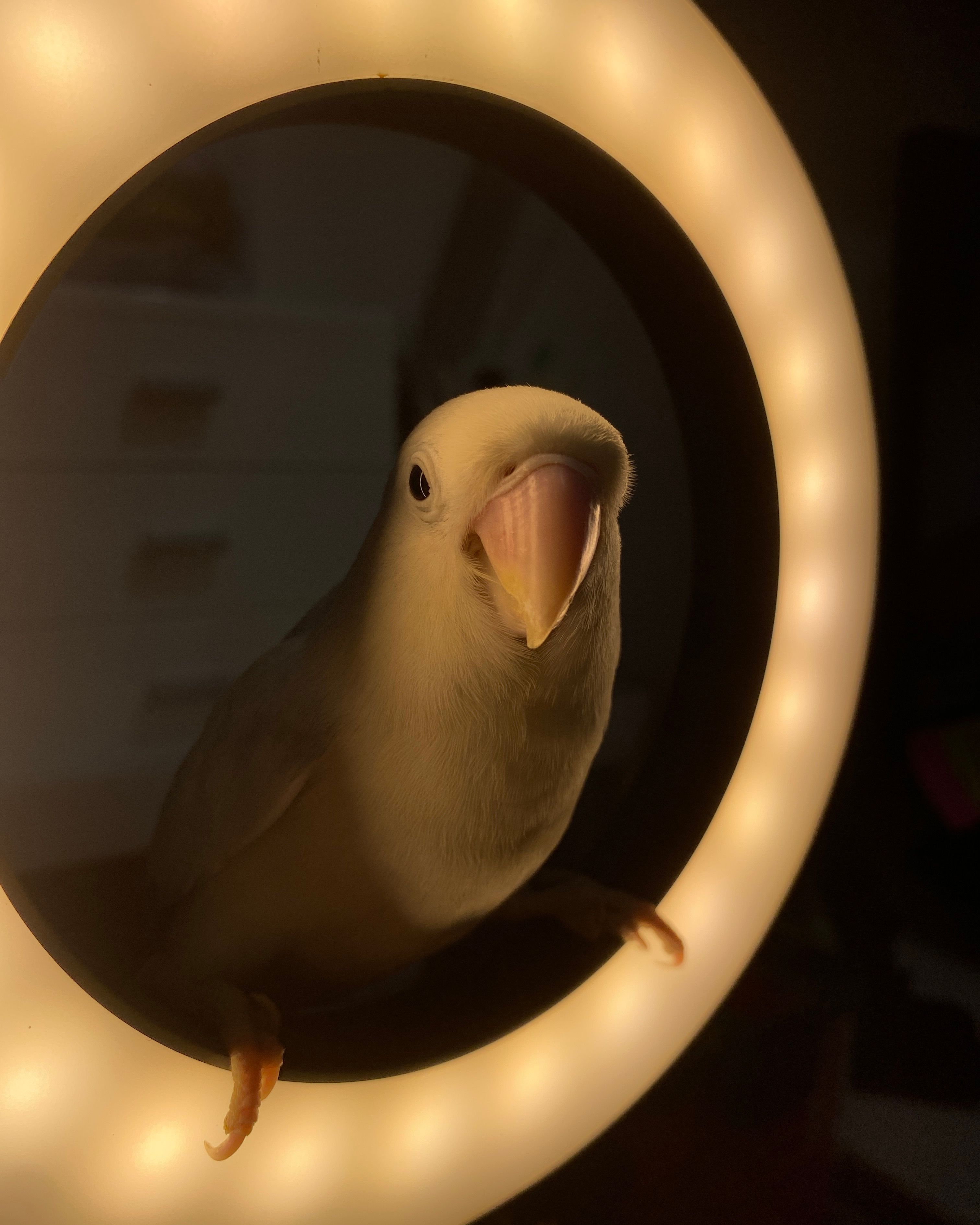 A Pet Parrot Sitting on a Ring Light · Free Stock Photo