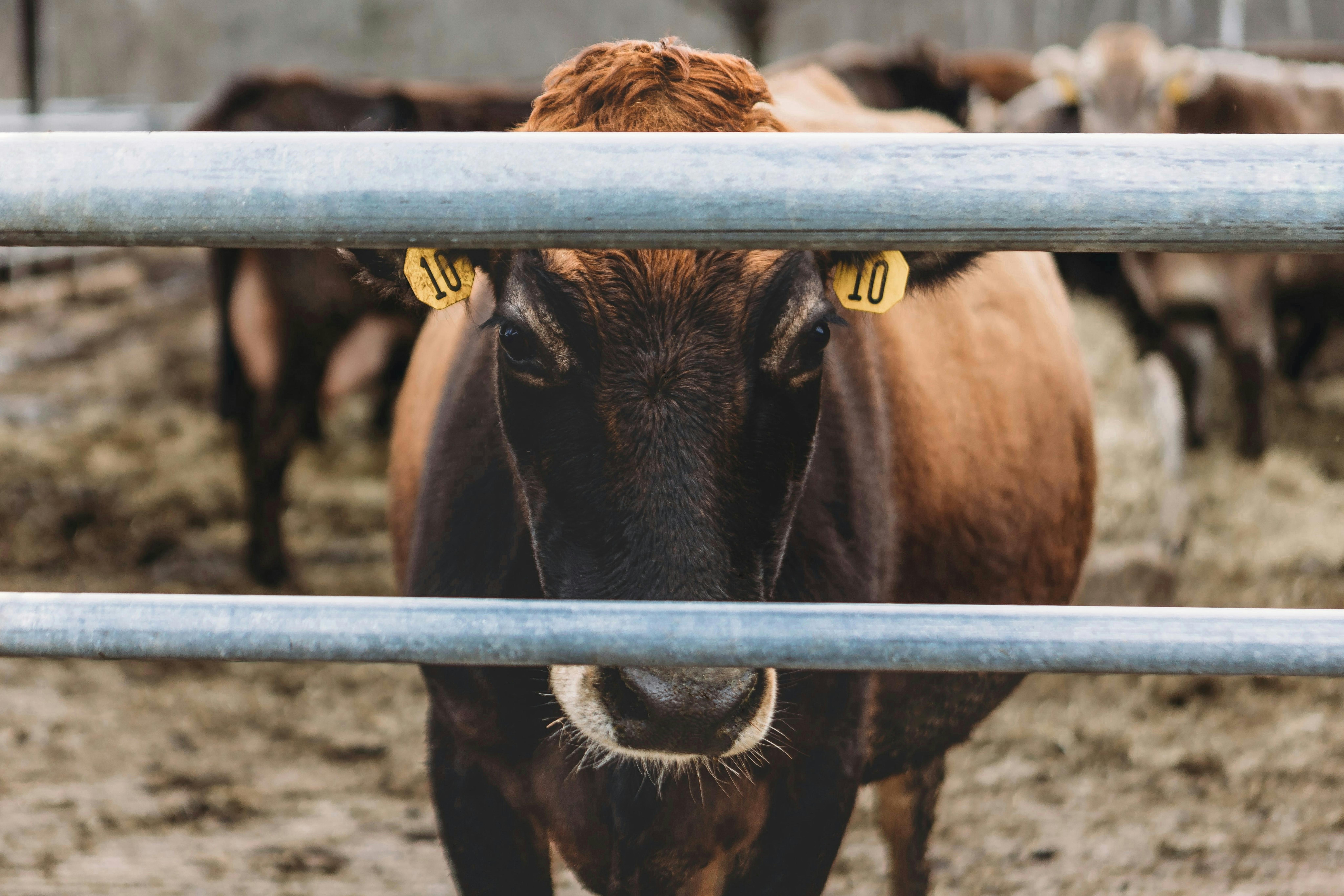 Braunes Kalb · Kostenloses Stock-Foto