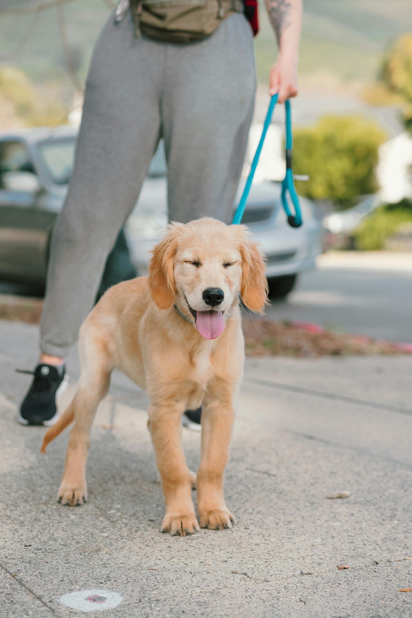 Goofy Ahh Dogs Photos, Download The BEST Free Goofy Ahh Dogs Stock ...