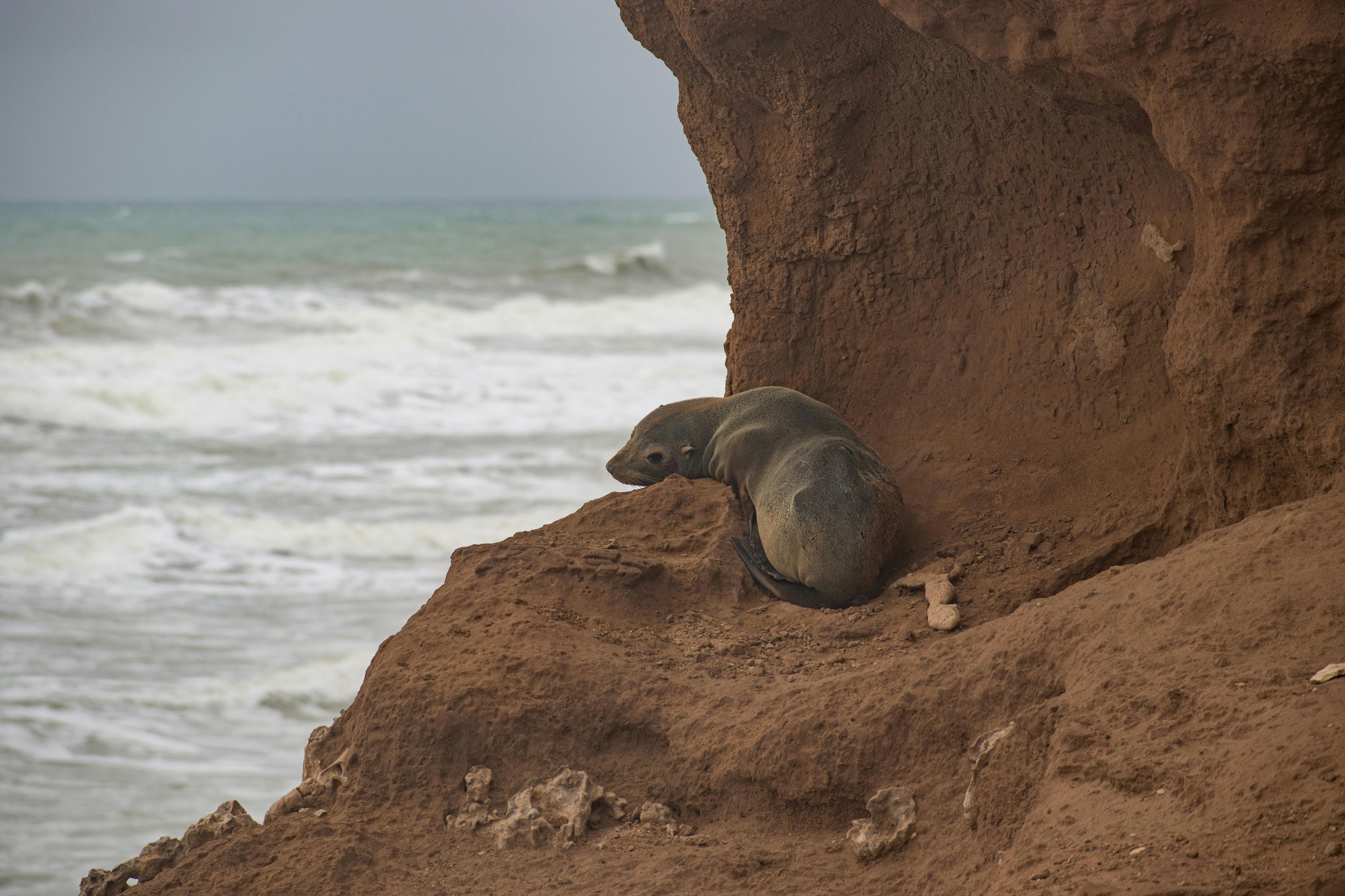 Otter Lying on Rocks by Sea Shore · Free Stock Photo