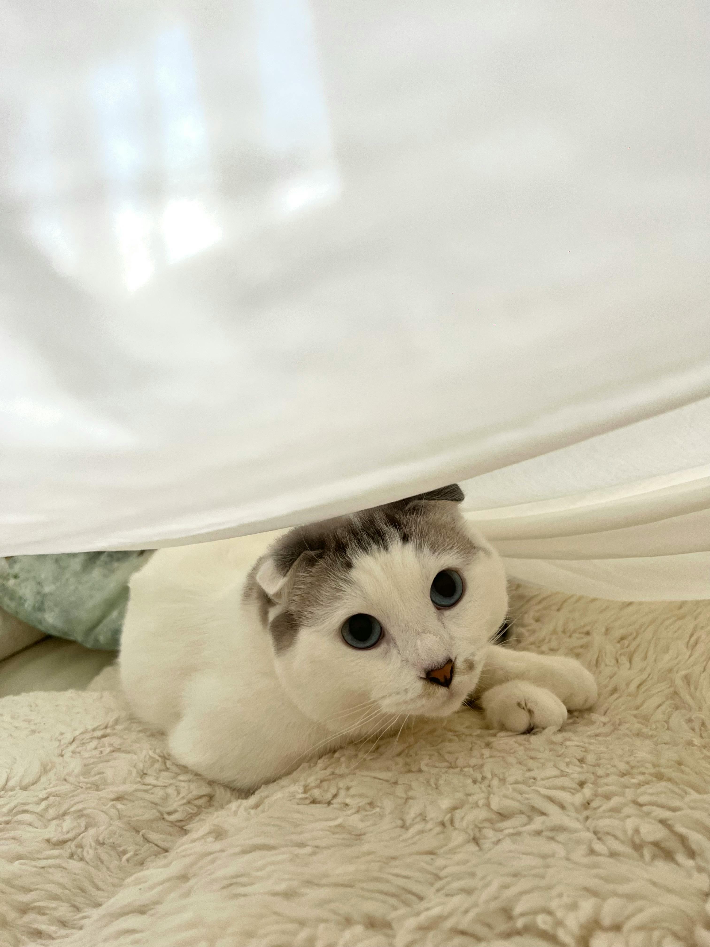 Super Cute Photos, Download The BEST Free Super Cute Stock Photos & HD ...