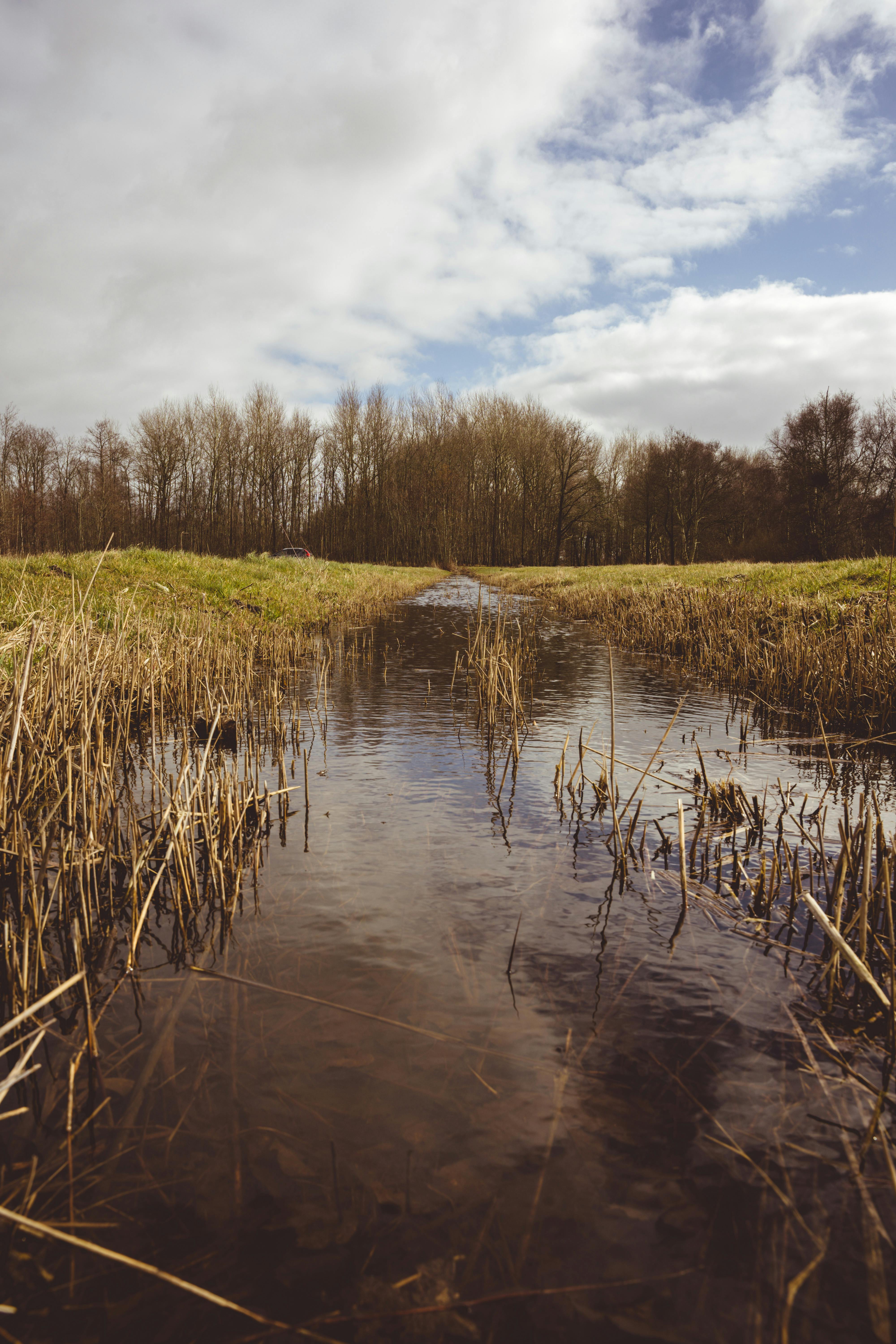 Water Reeds Photos, Download The BEST Free Water Reeds Stock Photos ...