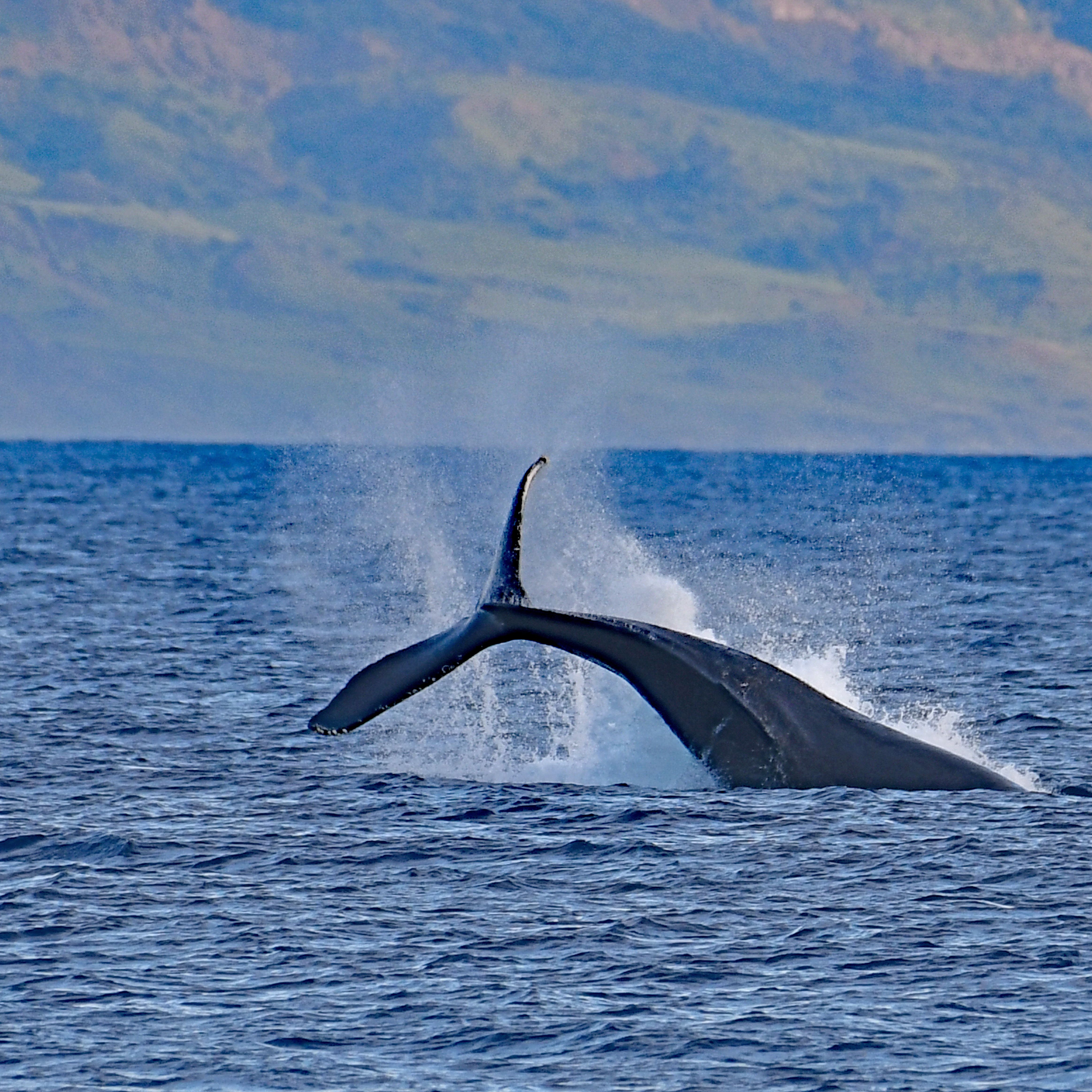 Sea & Breach Photos, Download The BEST Free Sea & Breach Stock Photos ...