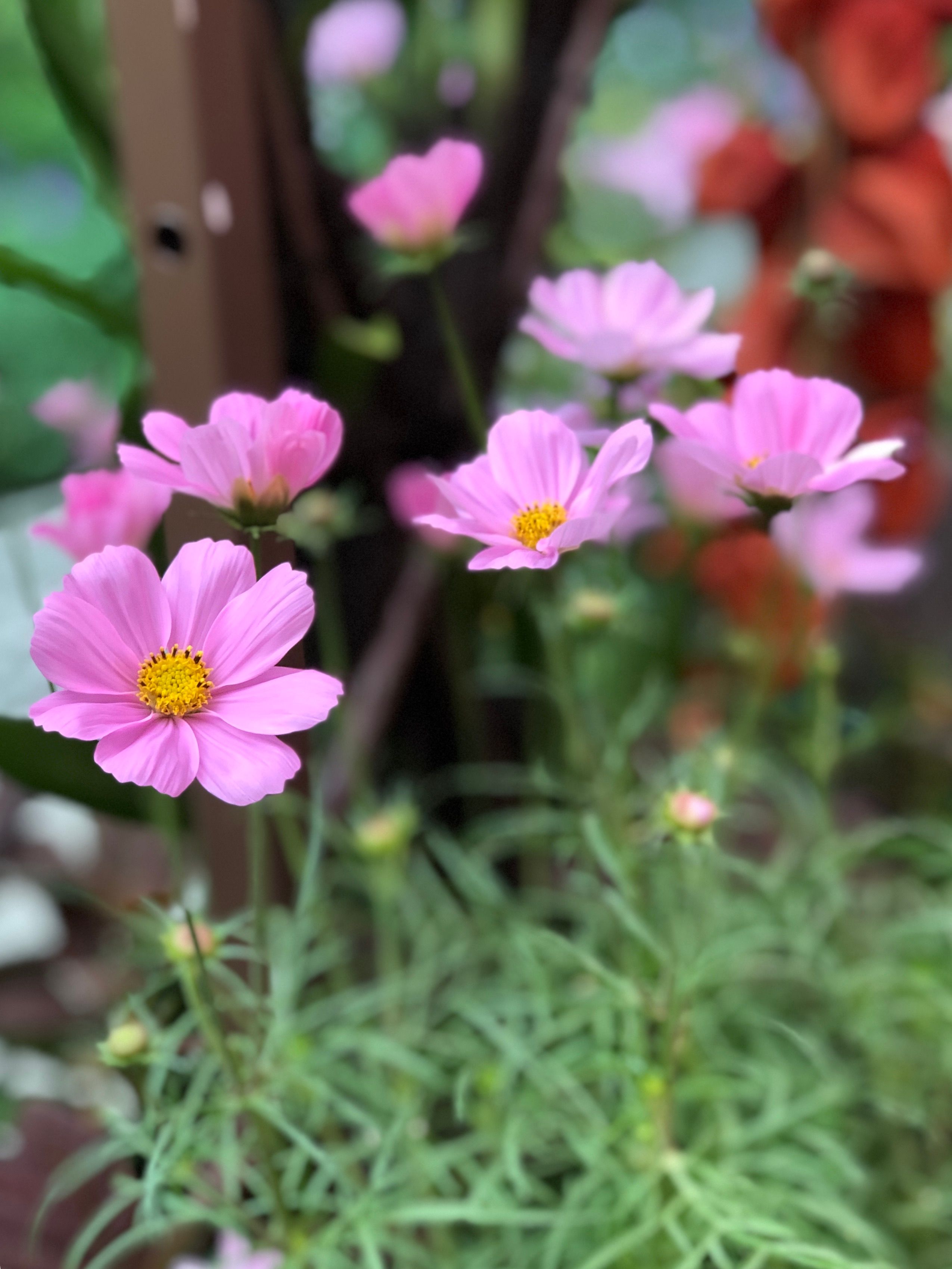 Selective Focus Photography of Yellow Tithonia Flowers · Free Stock Photo