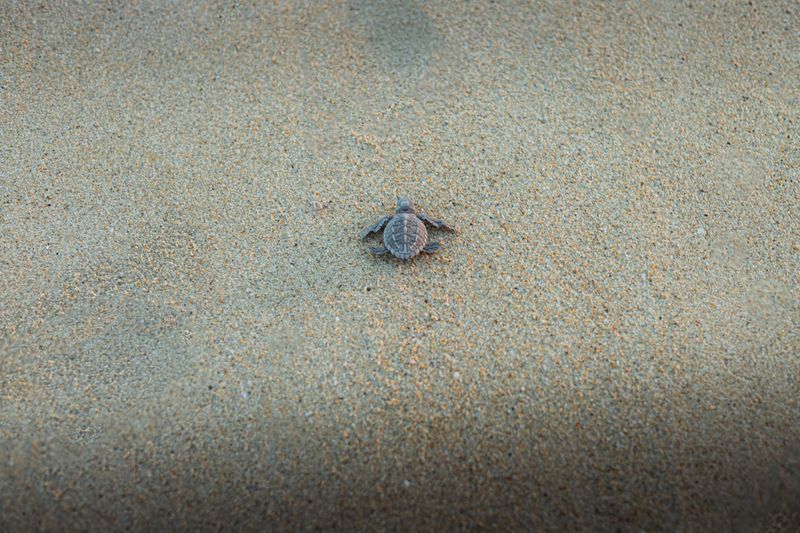 Turtle 4k Wallpaper Photos, Download The BEST Free Turtle 4k Wallpaper ...