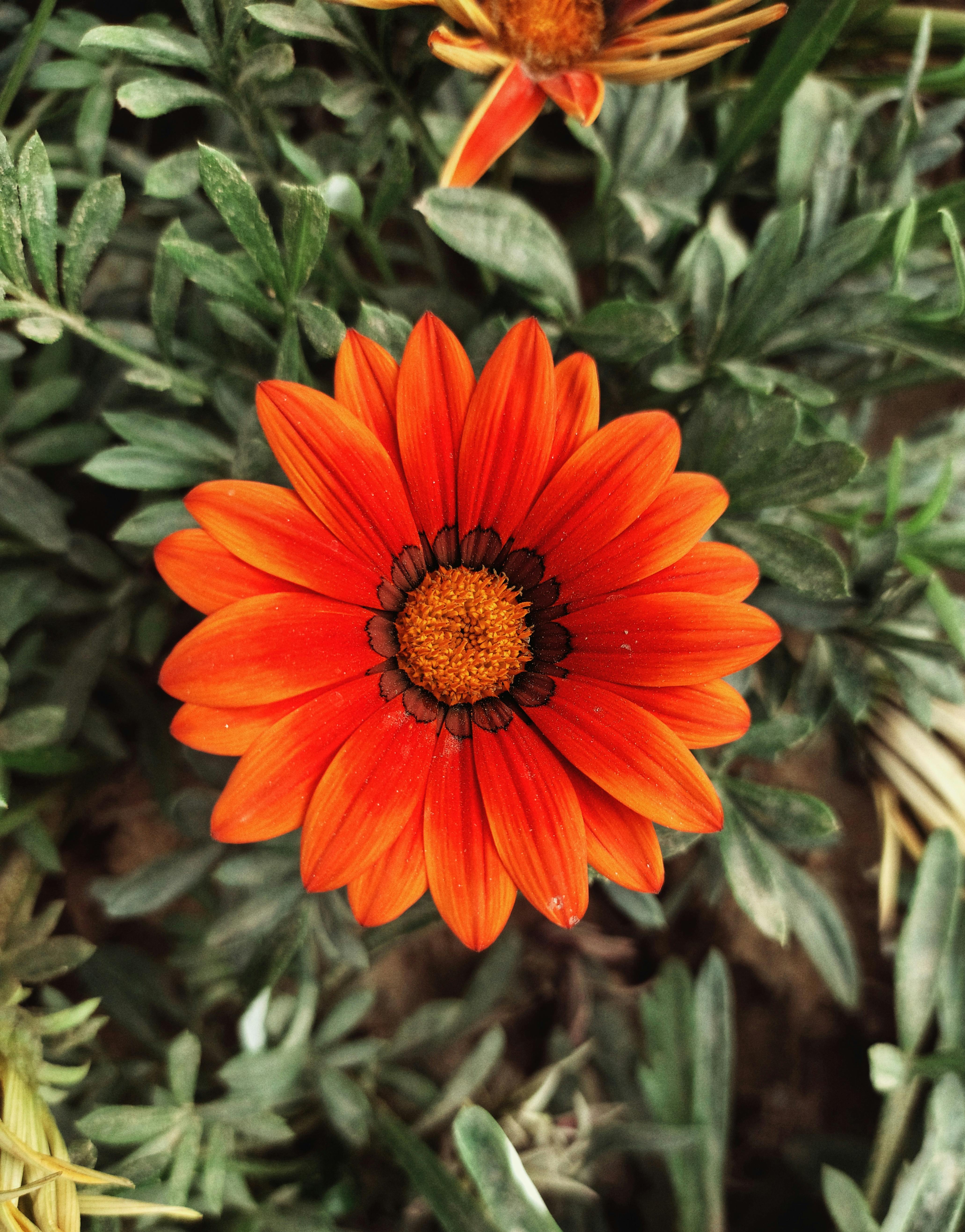 Blooming Single Gerbera · Free Stock Photo