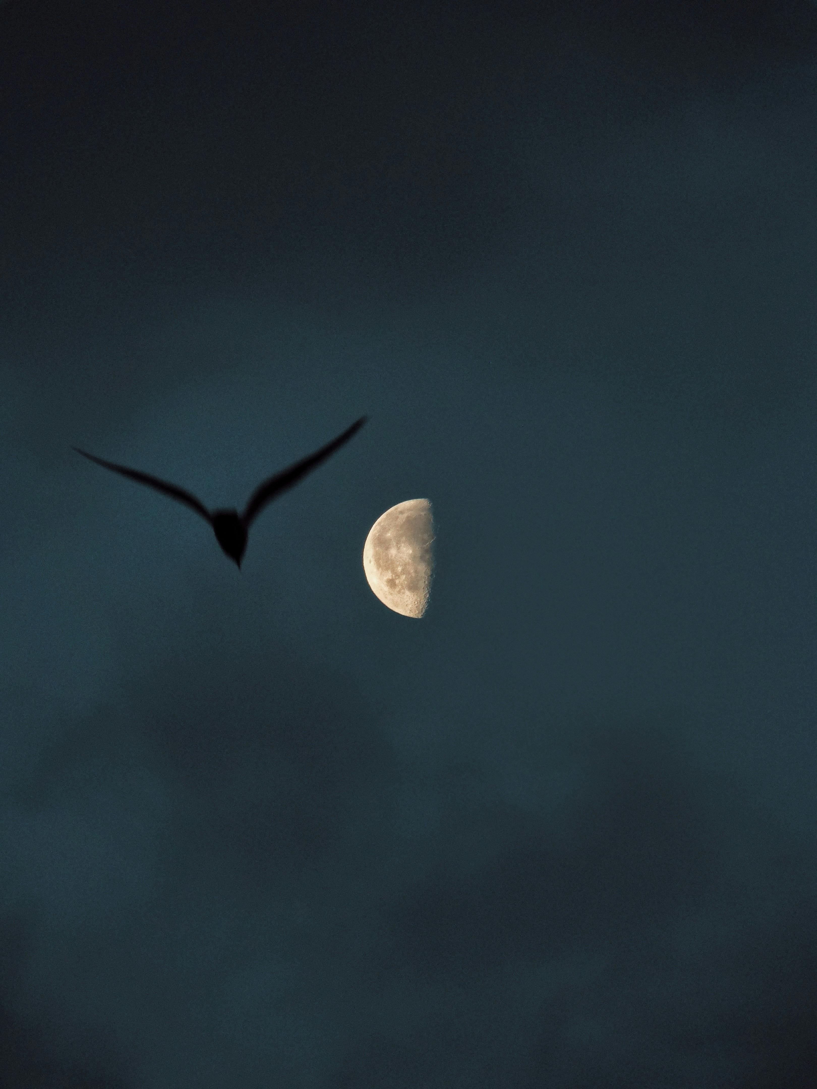 Bird Flying against Moon · Free Stock Photo