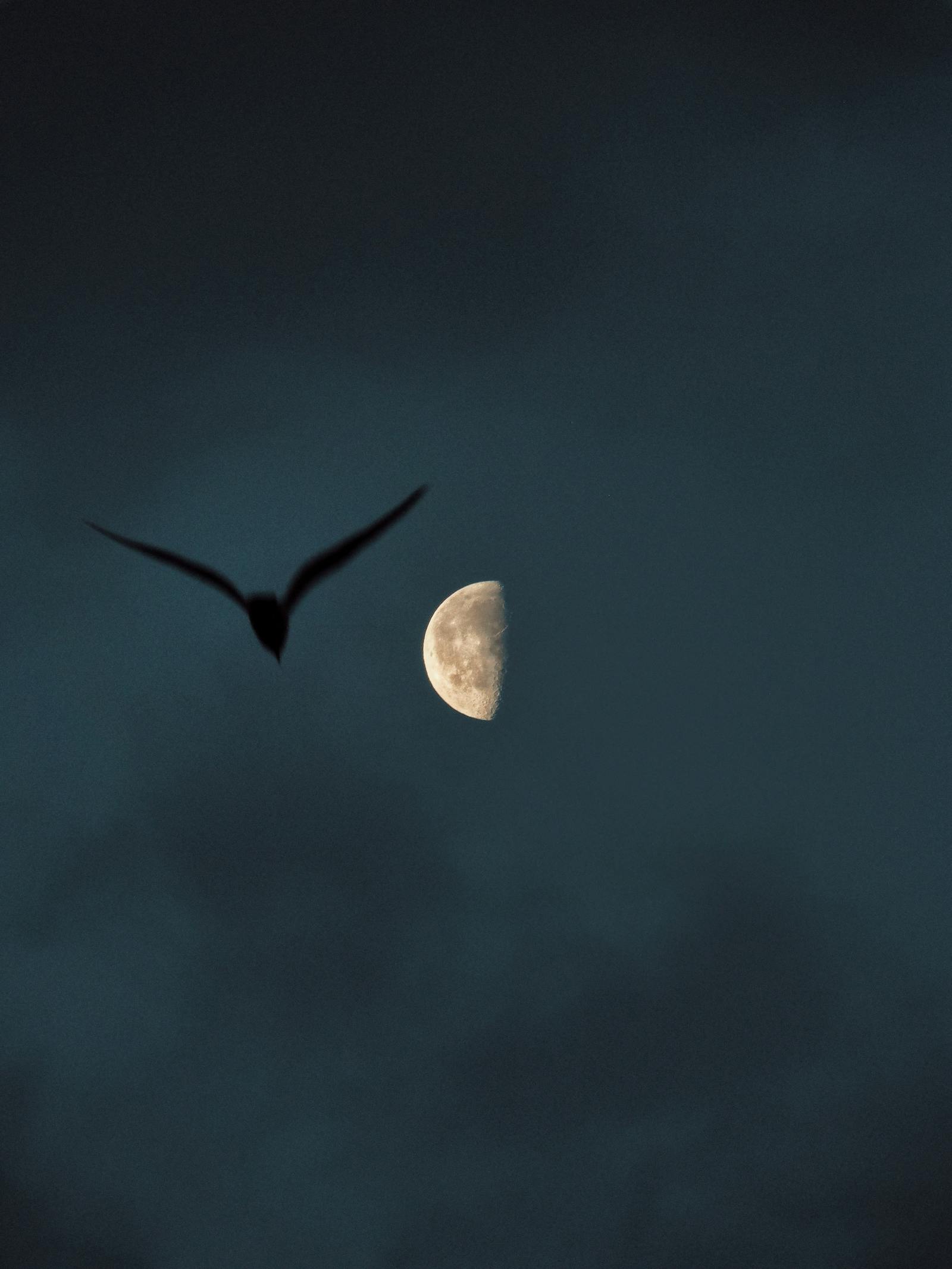 Birds Flying At Night Photos, Download The BEST Free Birds Flying At ...