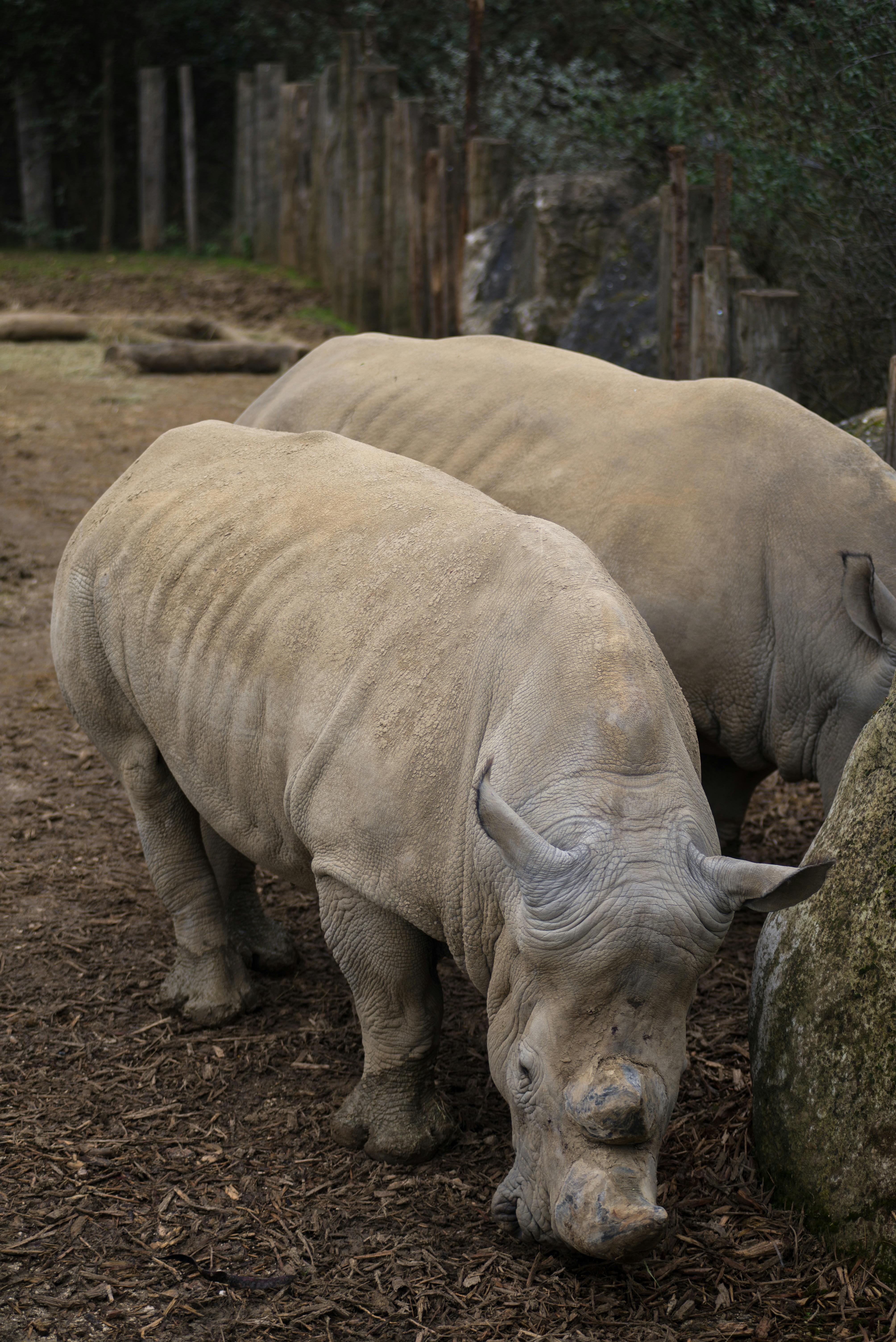 Two Rhinoceros in Zoo · Free Stock Photo