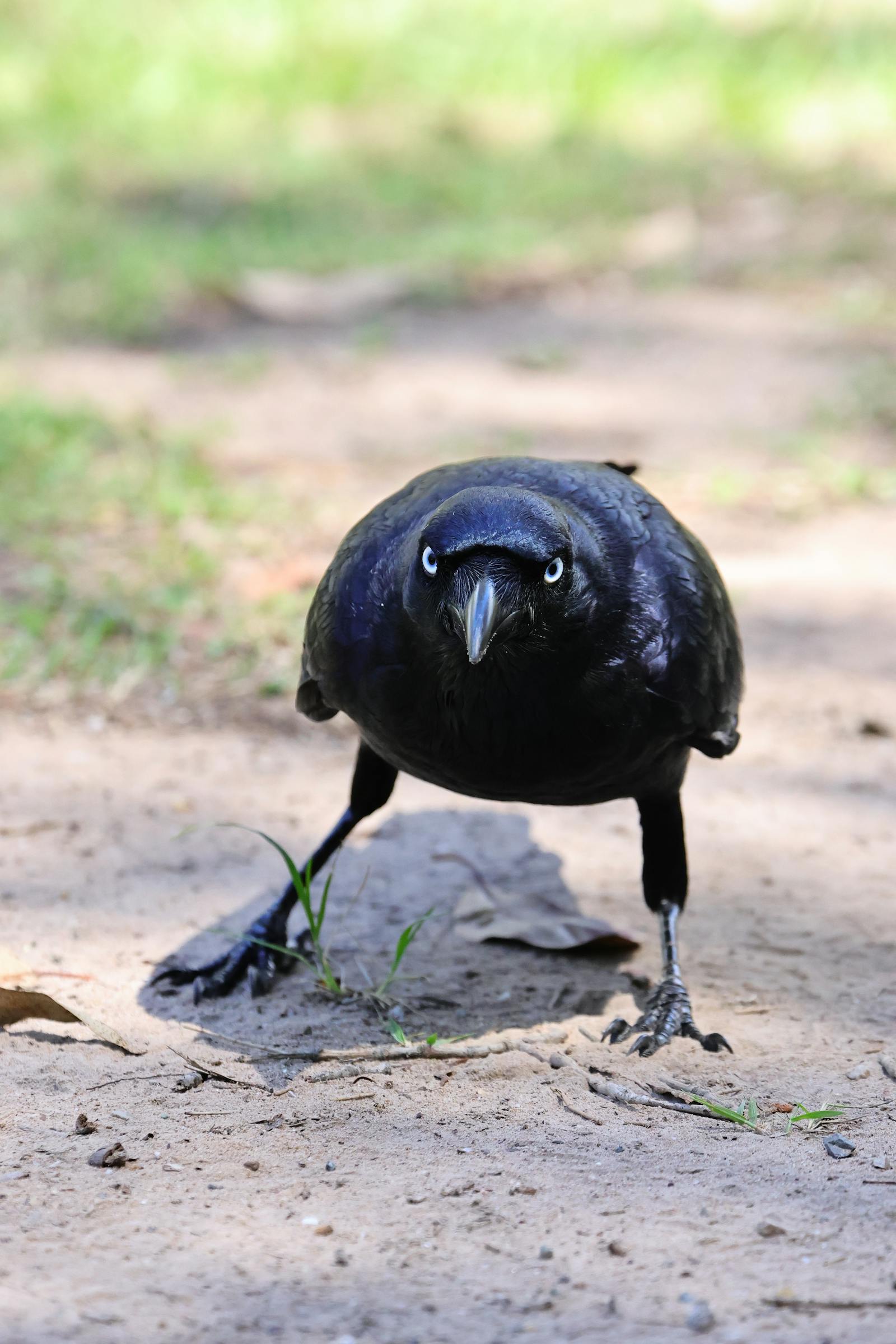 Crow Wallpaper Photos, Download The BEST Free Crow Wallpaper Stock ...