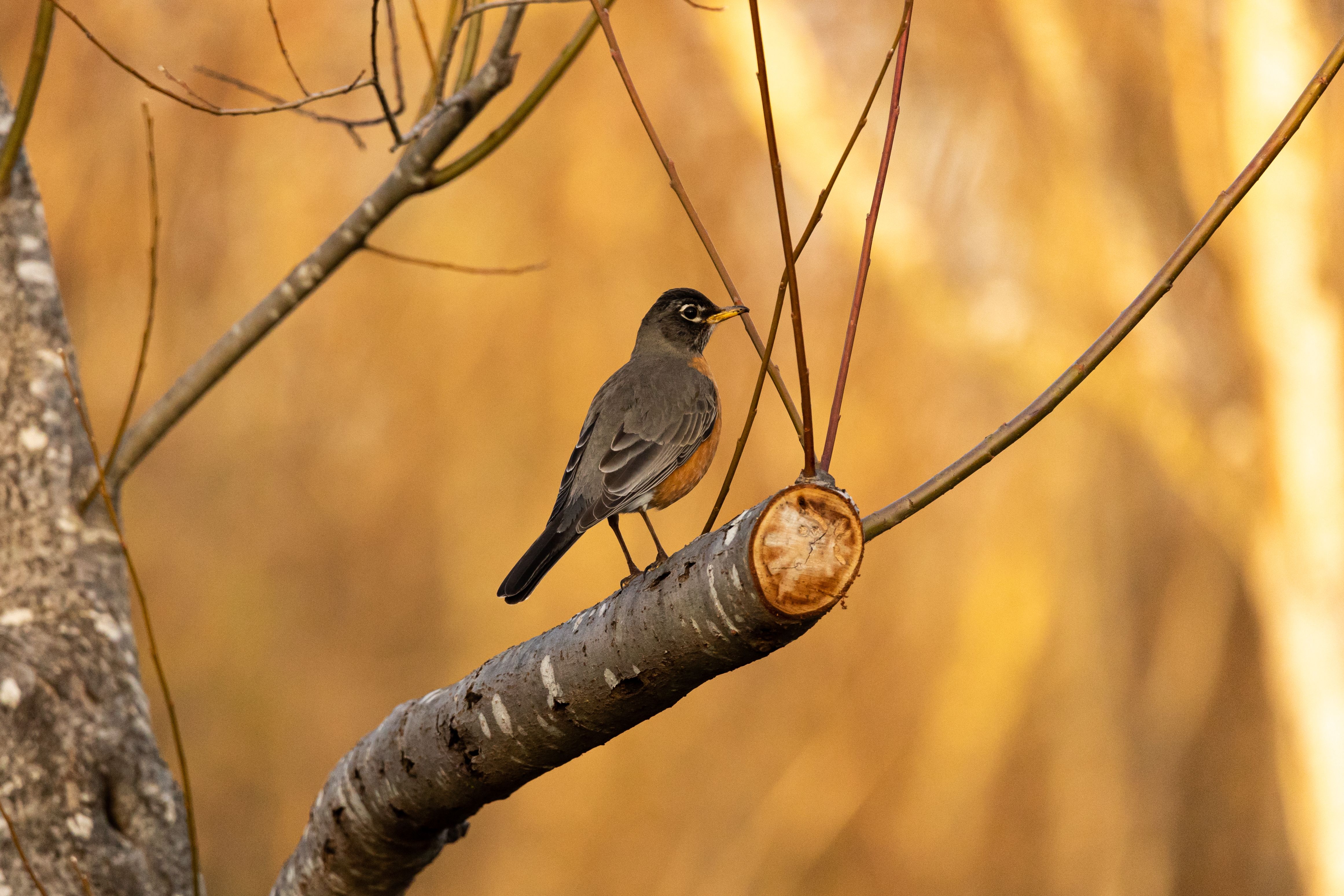 Close-up of an American Robin · Free Stock Photo