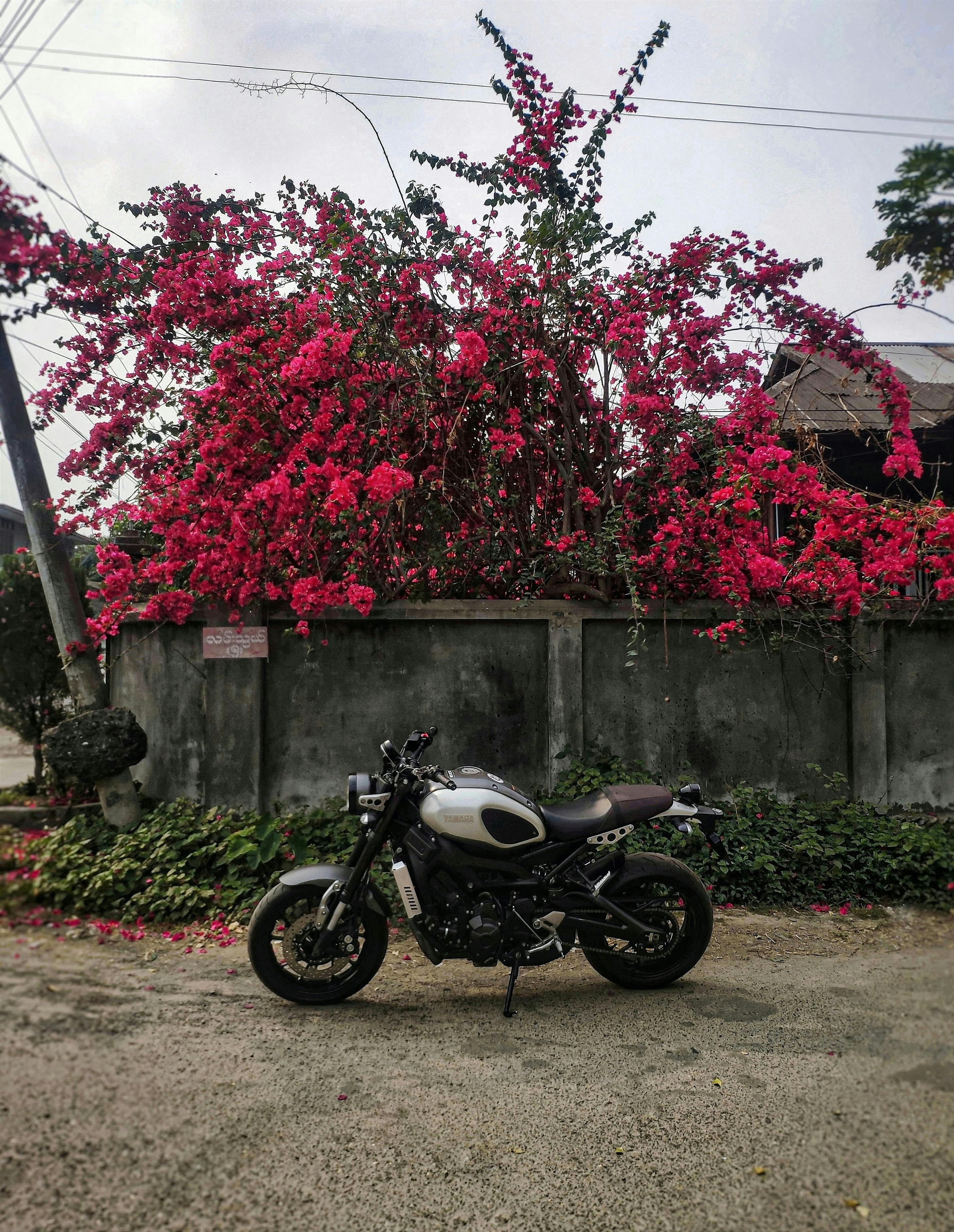 Spring Tree Photos, Download The BEST Free Spring Tree Stock Photos ...