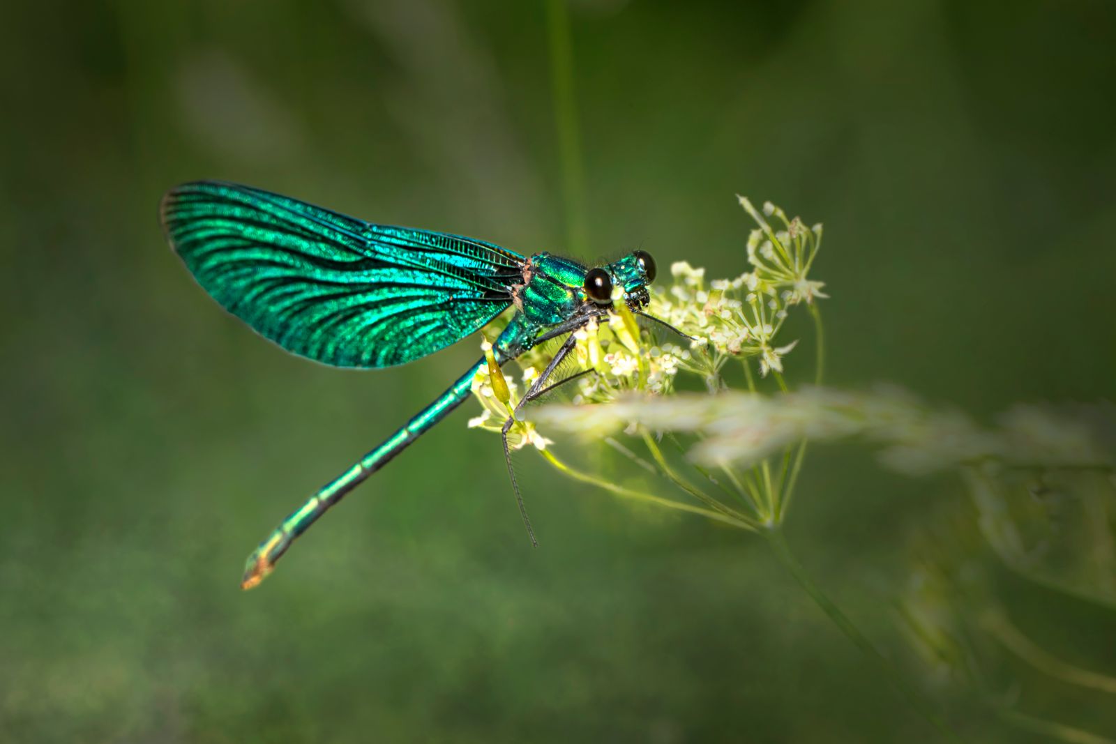 Dragonfly Background Photos, Download The BEST Free Dragonfly ...