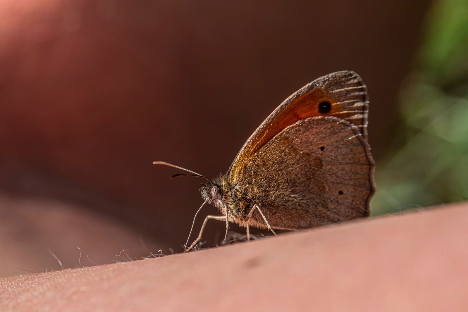 Butterfly Sisters Wallpaper Photos, Download The BEST Free Butterfly ...