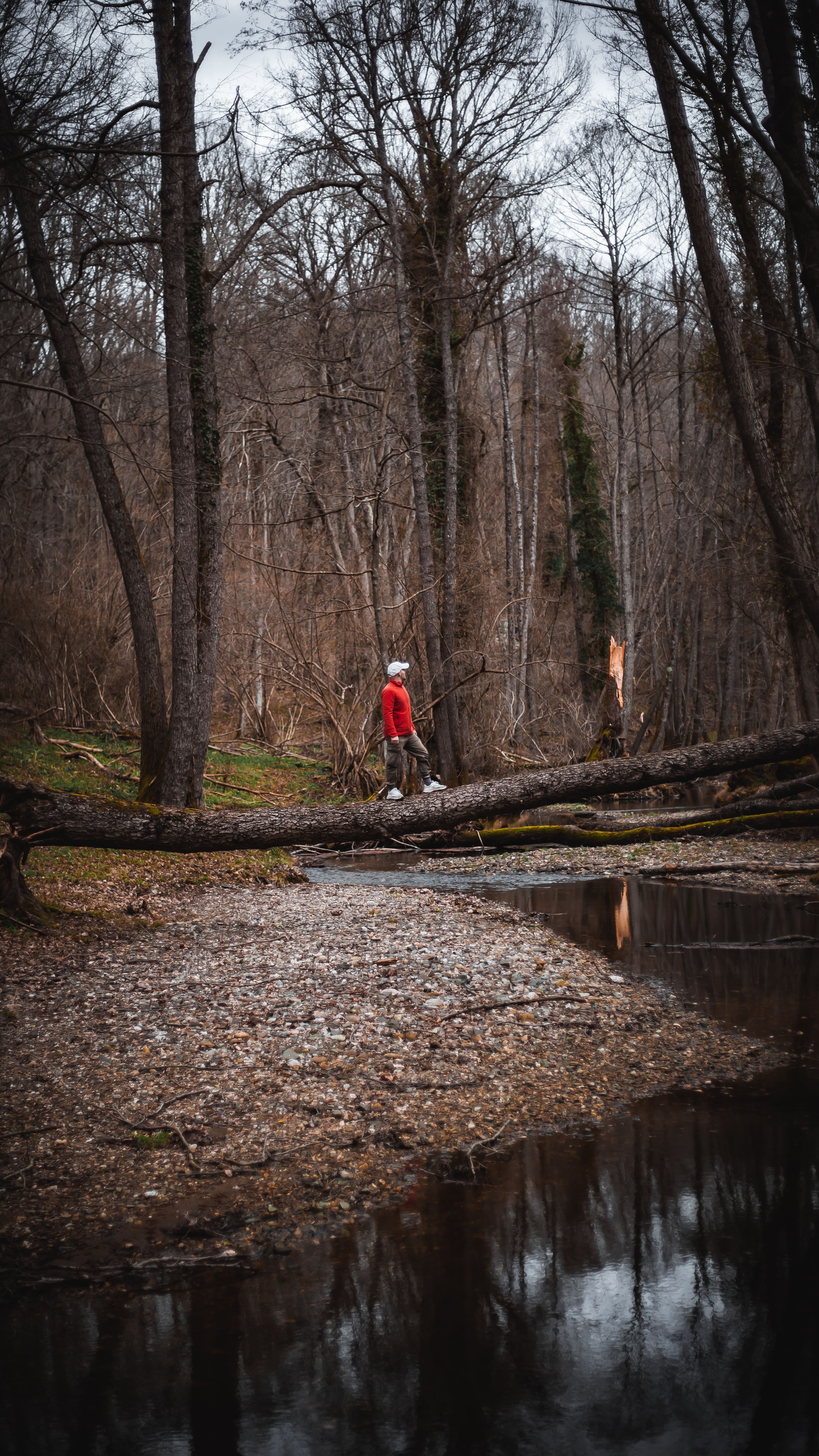 Man Standing on a Fallen Tree · Free Stock Photo