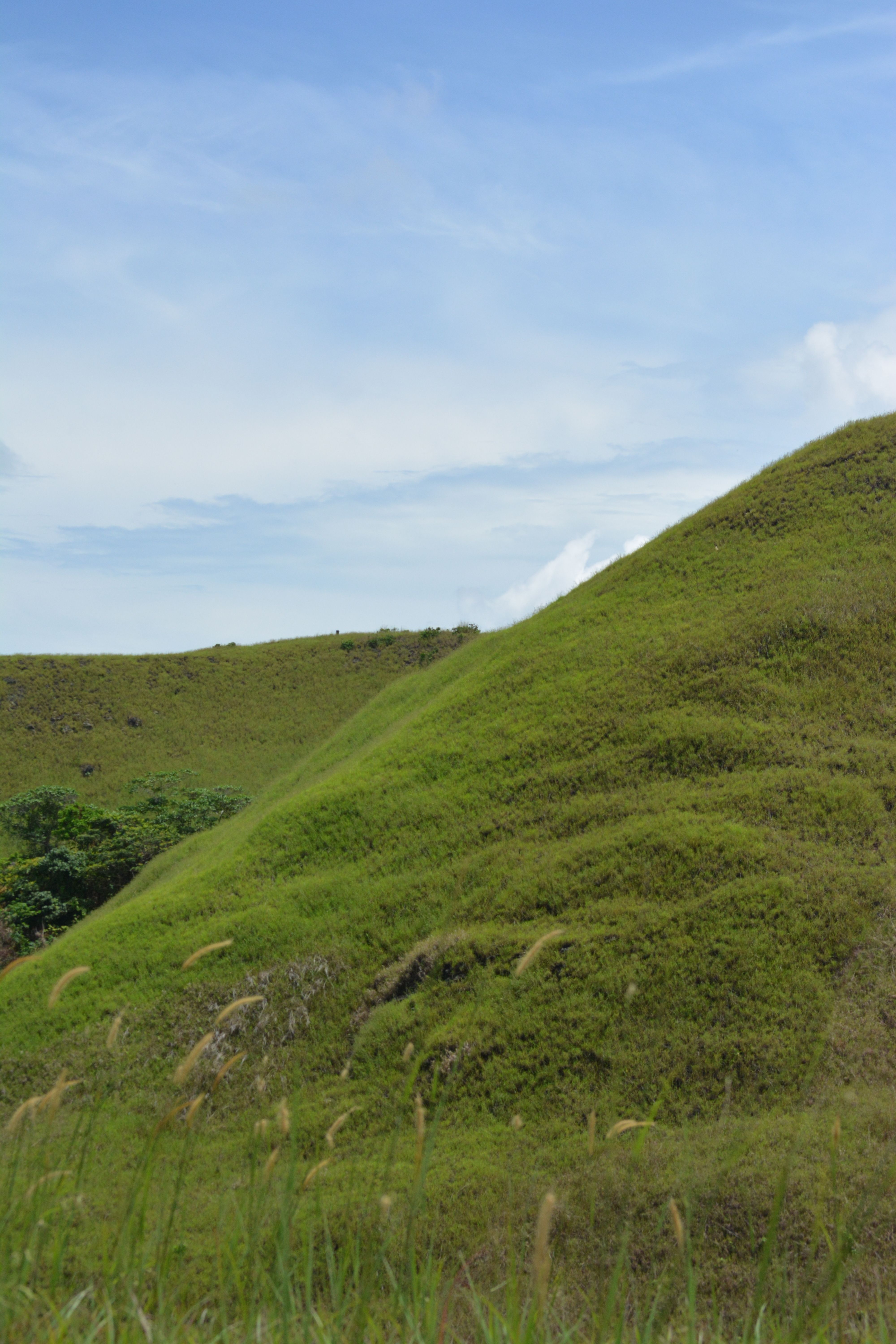 Grass on Hillside · Free Stock Photo