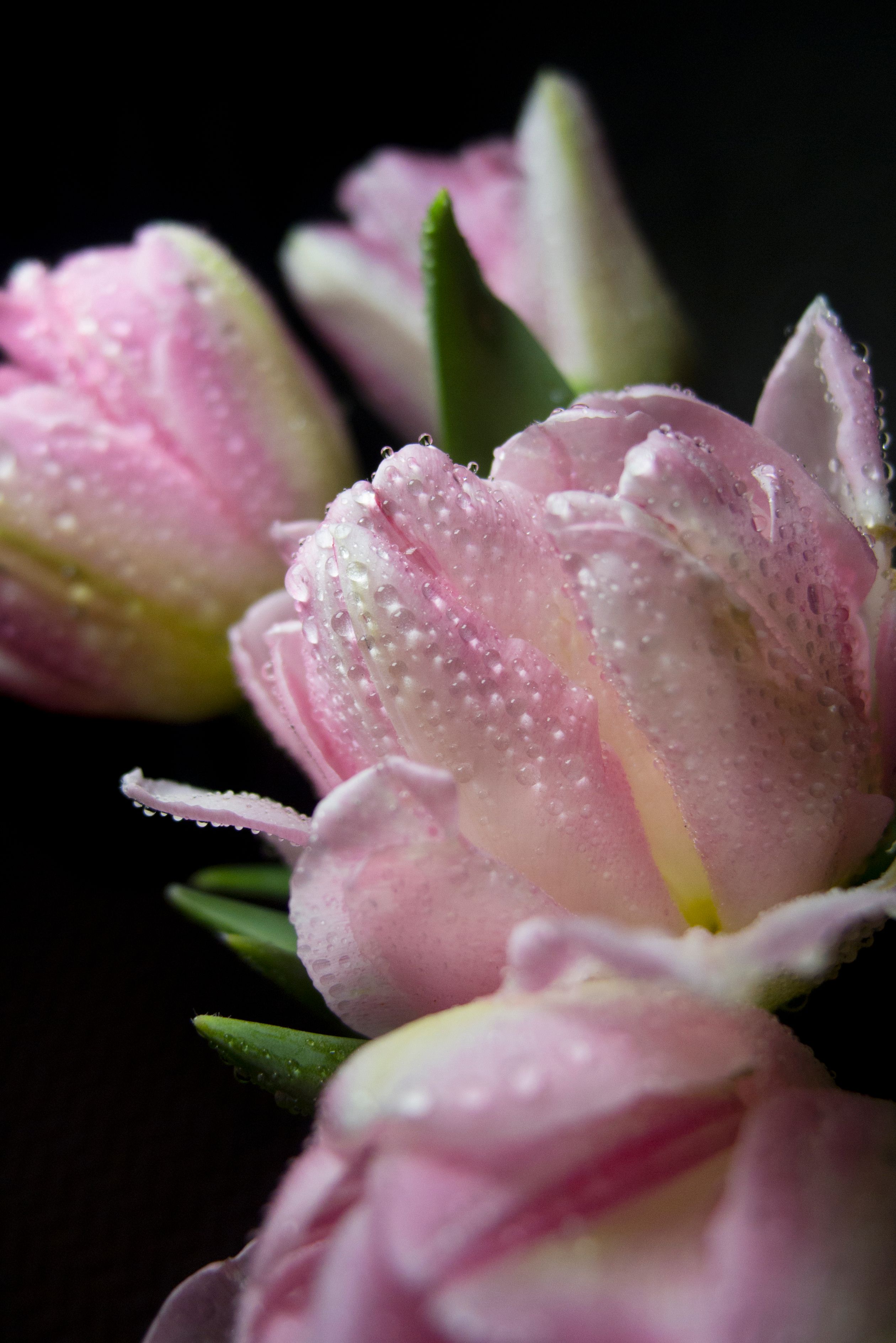 Close-up of Wet Flowers · Free Stock Photo
