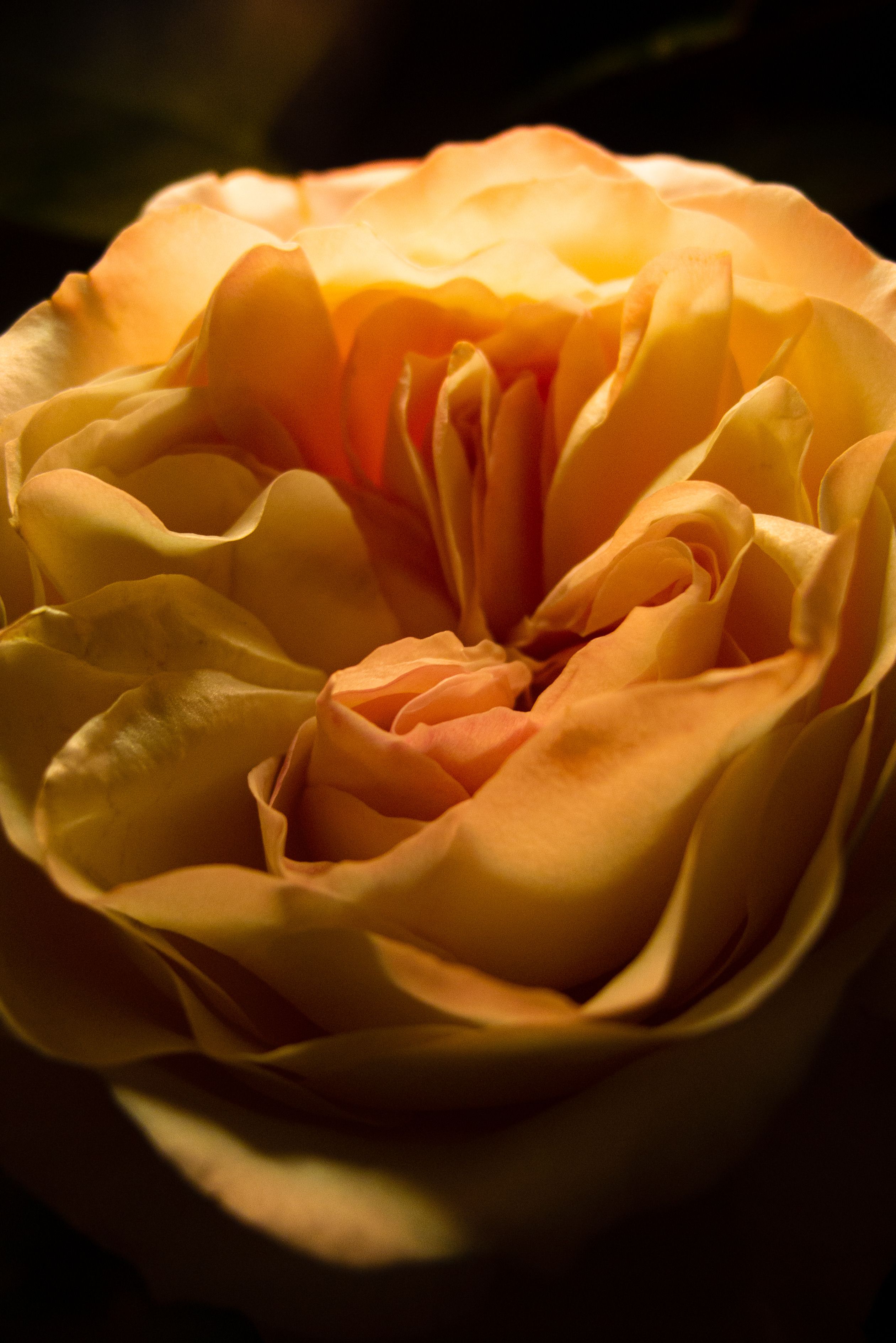 Close-up of a Tea Rose · Free Stock Photo
