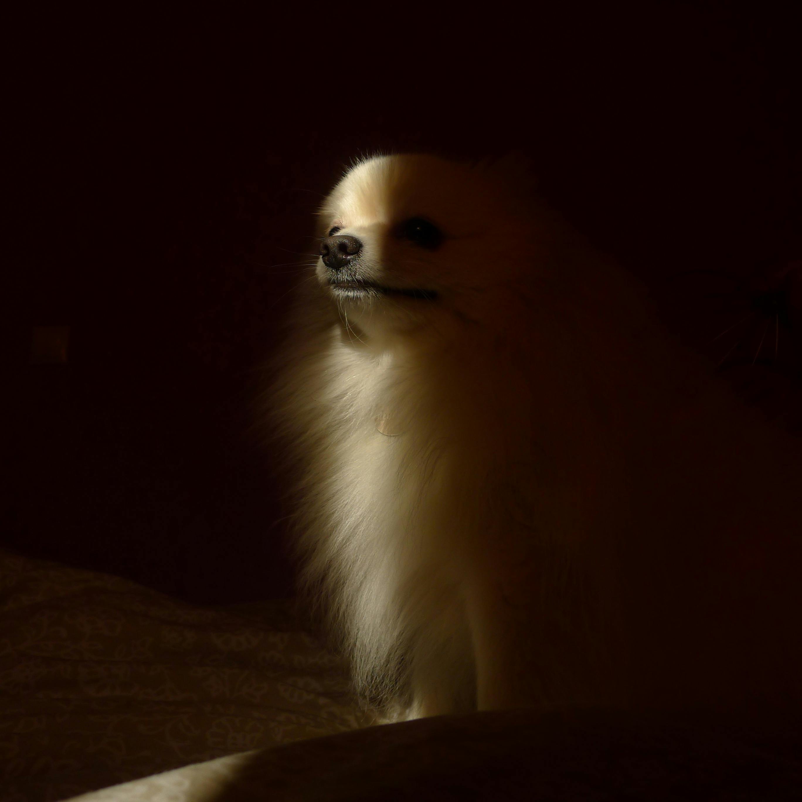 Photo of a Dog in the Shadow · Free Stock Photo