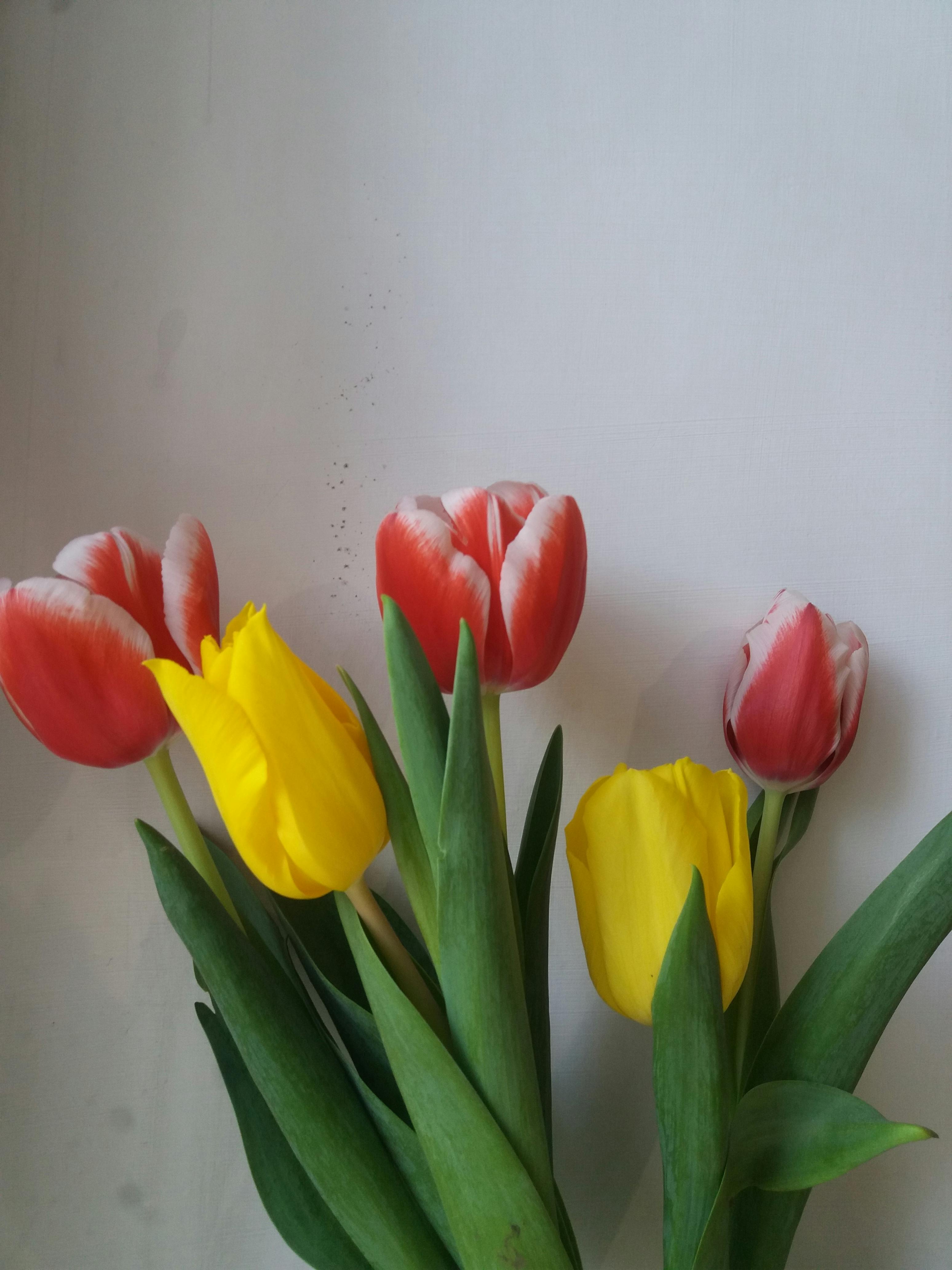 Red Backgrounds Photos, Download The BEST Free Red Backgrounds Stock ...