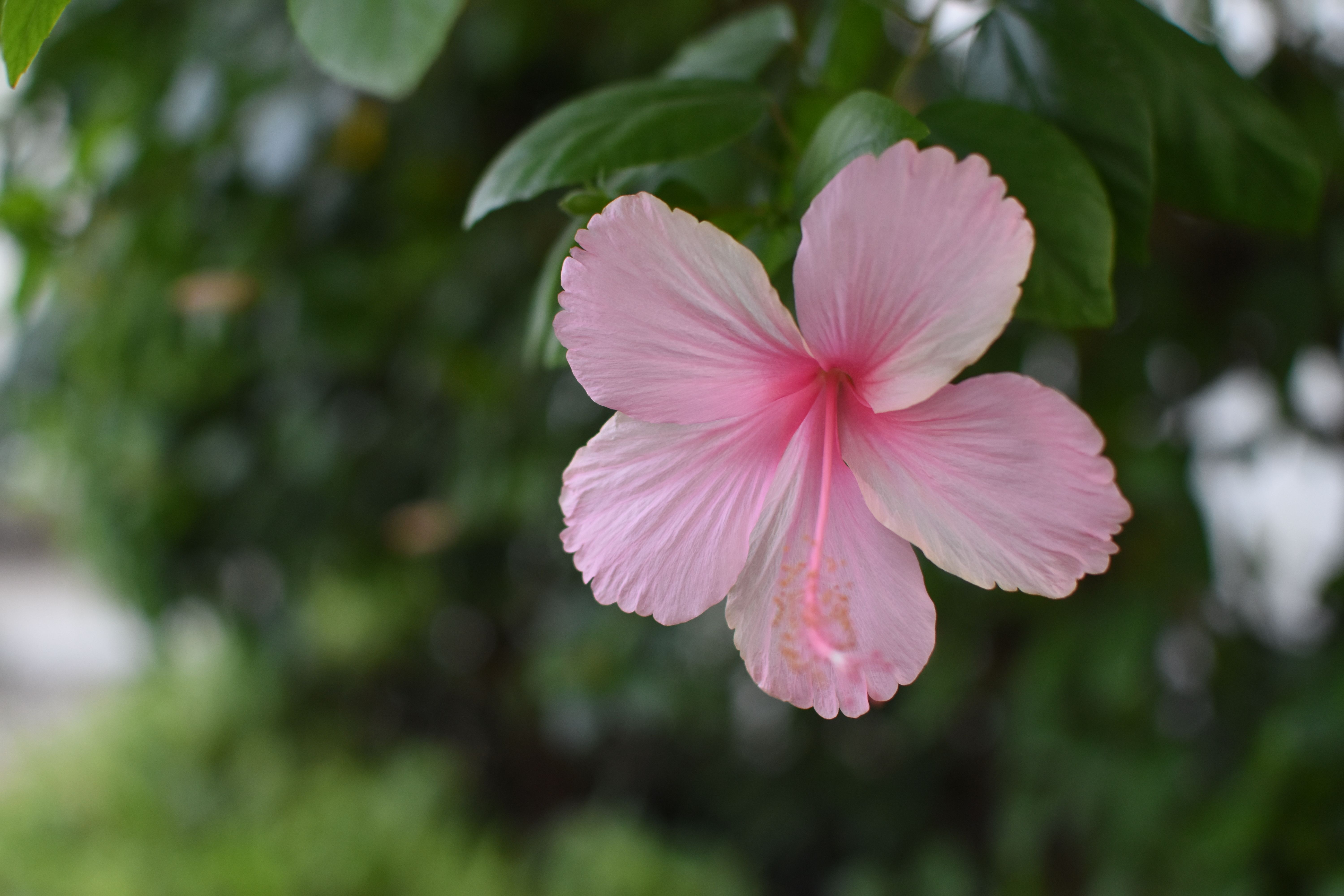 Just Blooming Photos, Download The BEST Free Just Blooming Stock Photos ...
