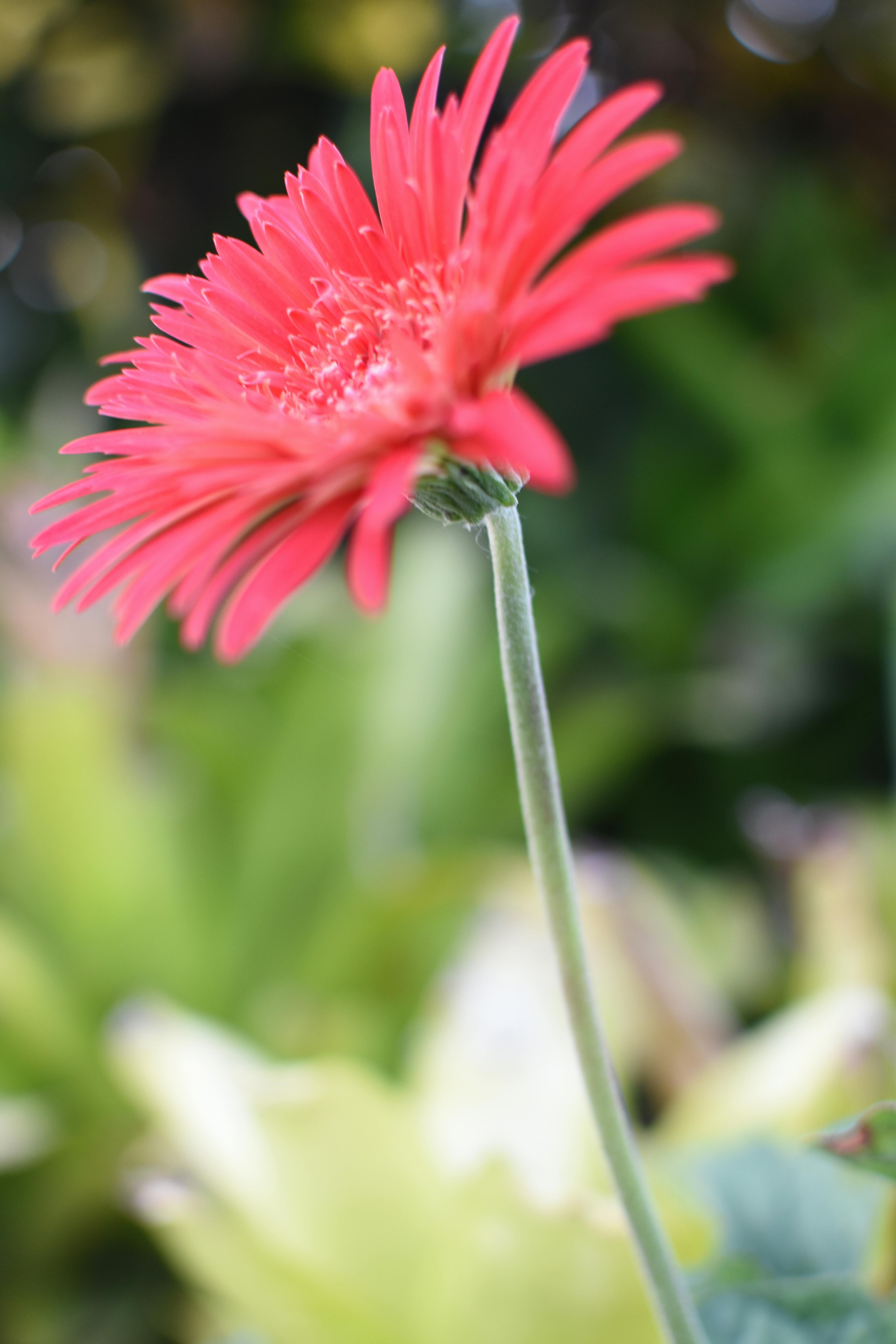 Delicate Beautiful Red Flower · Free Stock Photo