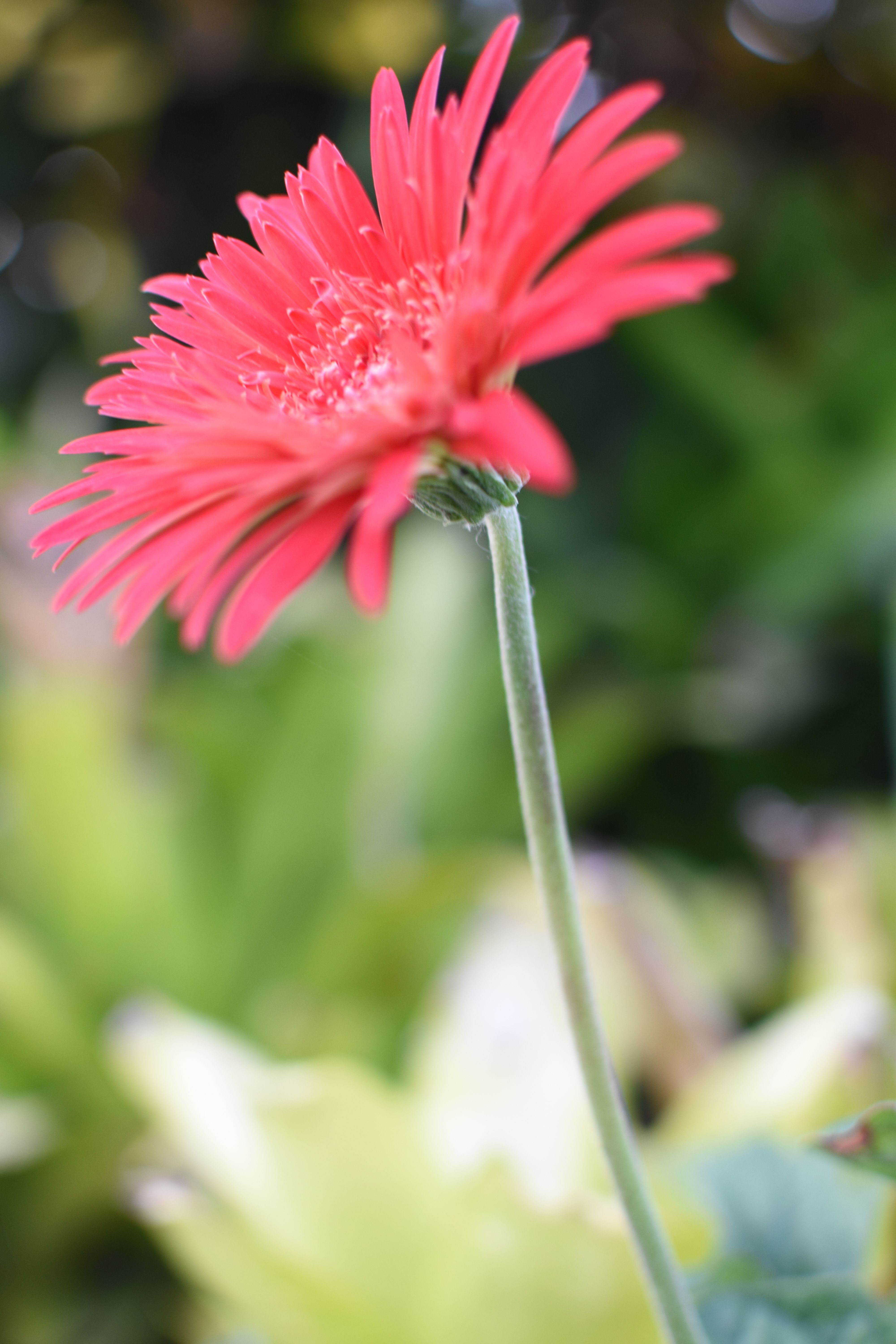 En Botánica Photos, Download The BEST Free En Botánica Stock Photos ...