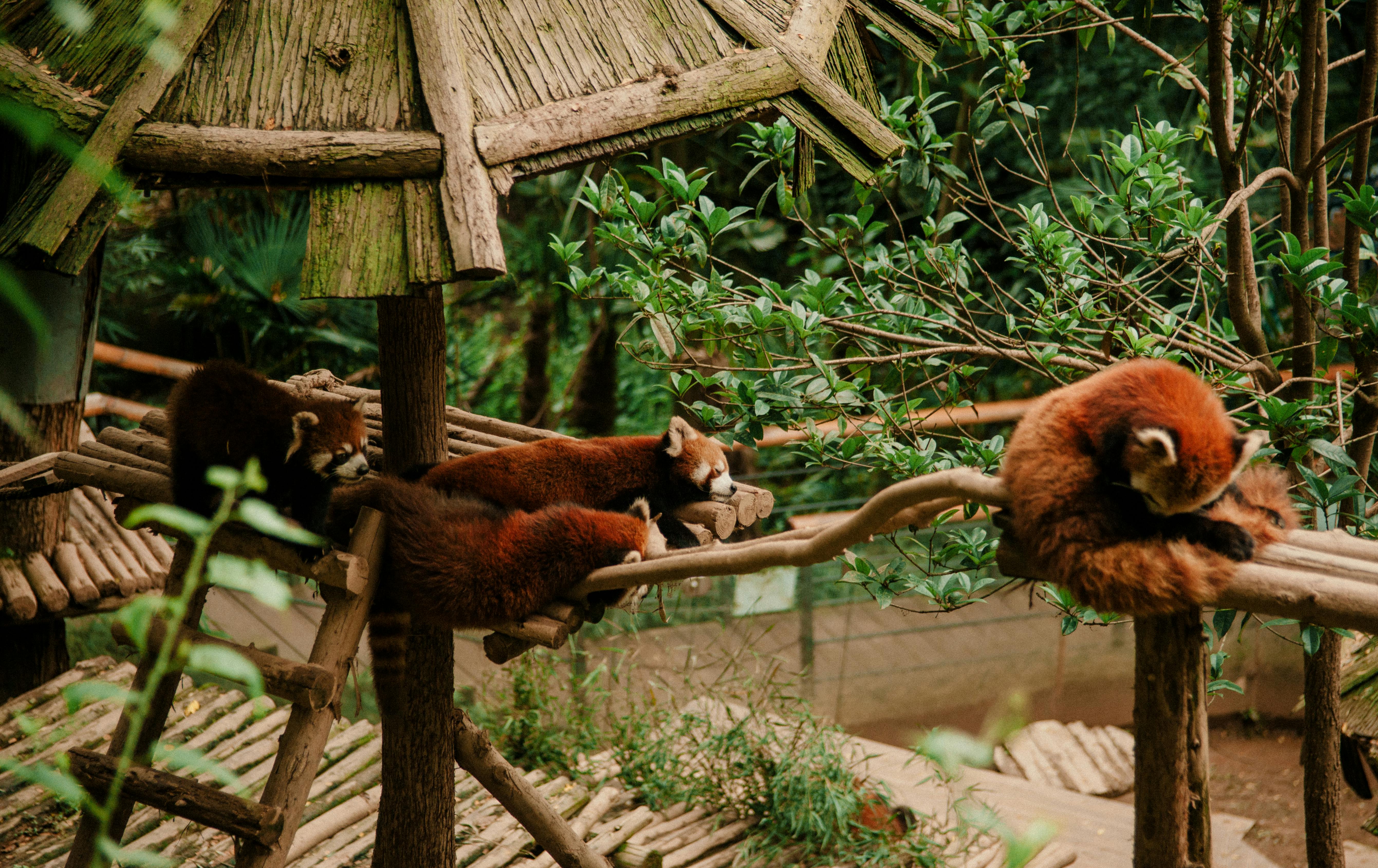 Cute Outdoor Animals Photos, Download The BEST Free Cute Outdoor ...