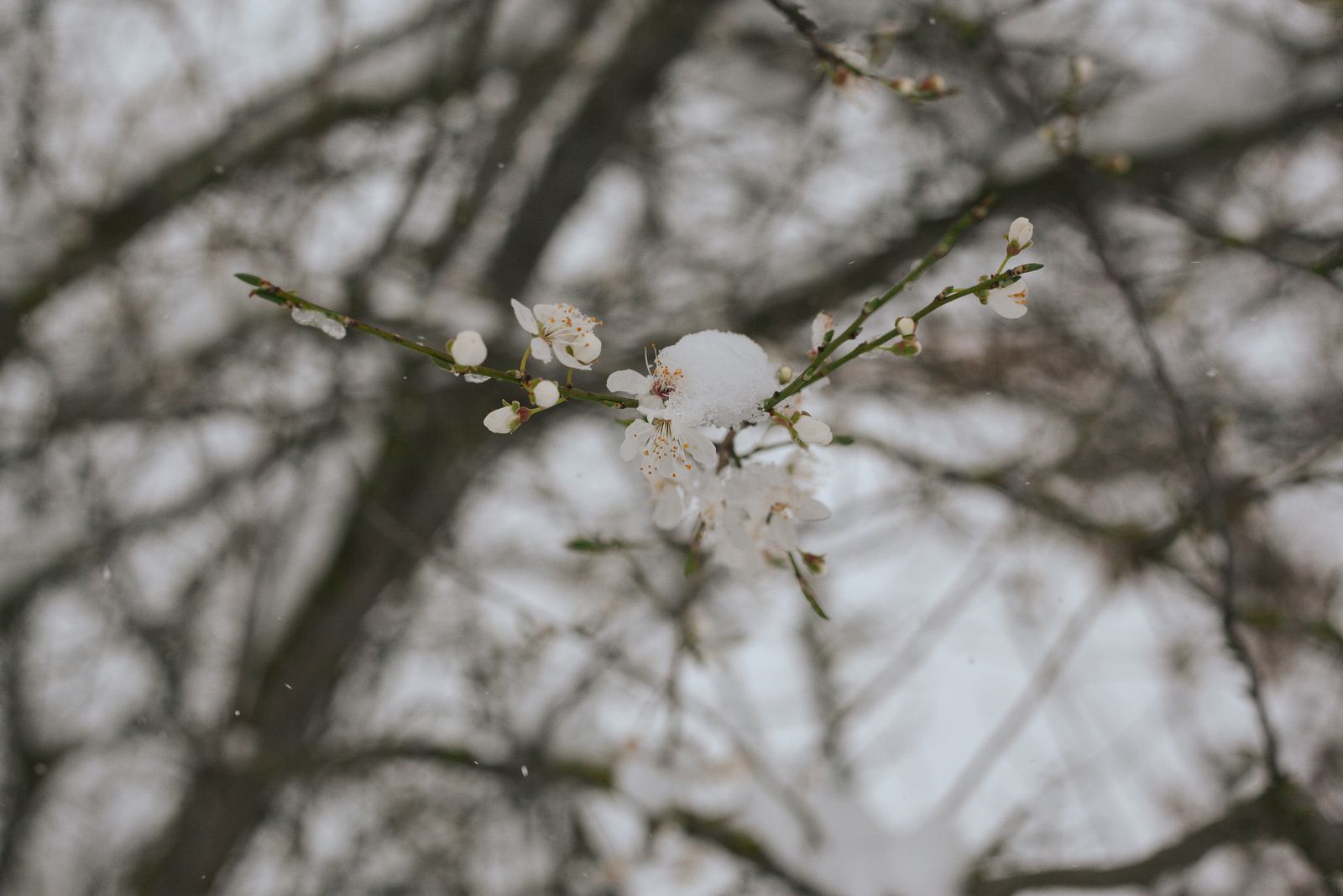 Snow Blossoms Photos, Download The BEST Free Snow Blossoms Stock Photos ...