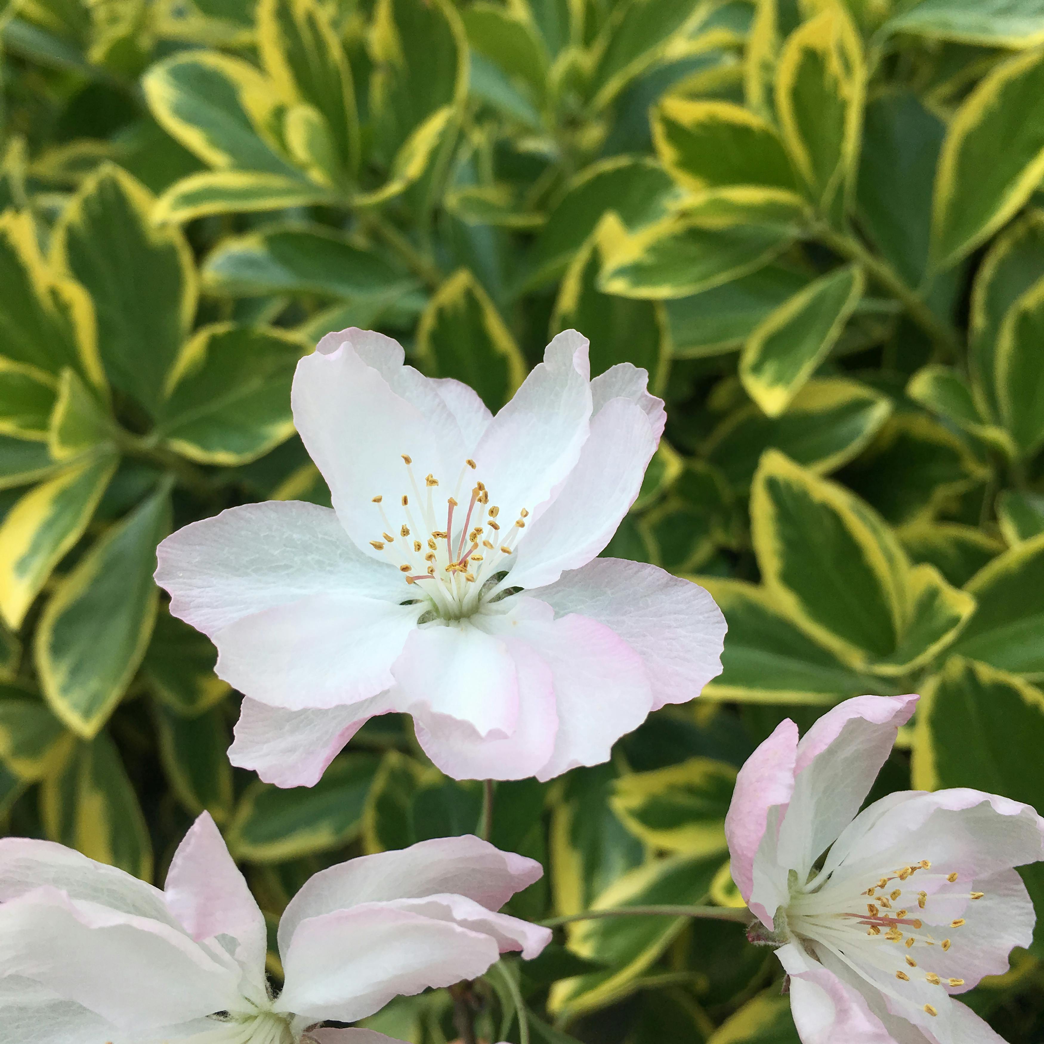 yan hui - Photographie