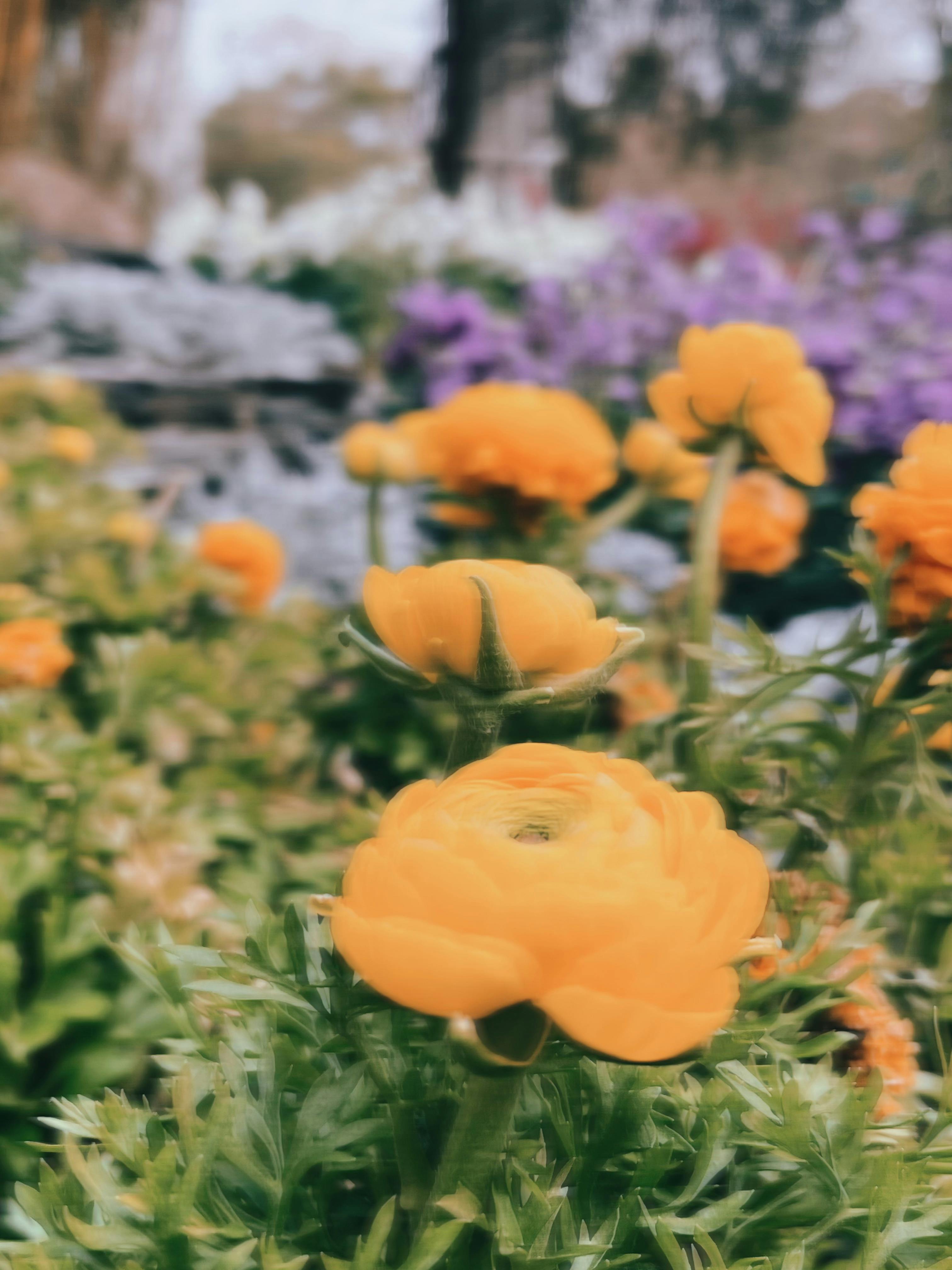 yan hui - Photographie