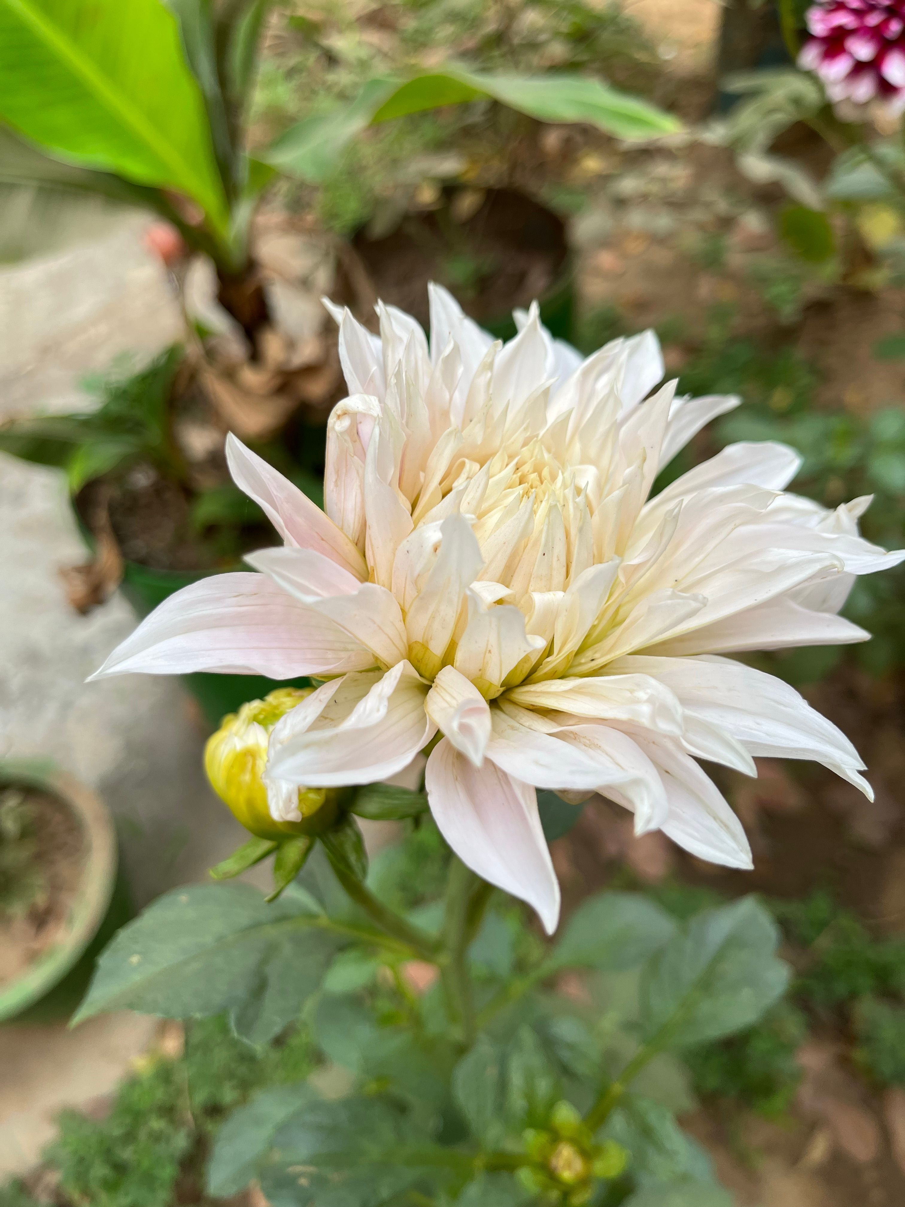 Close-up of Dahlia Blooming Outdoors · Free Stock Photo