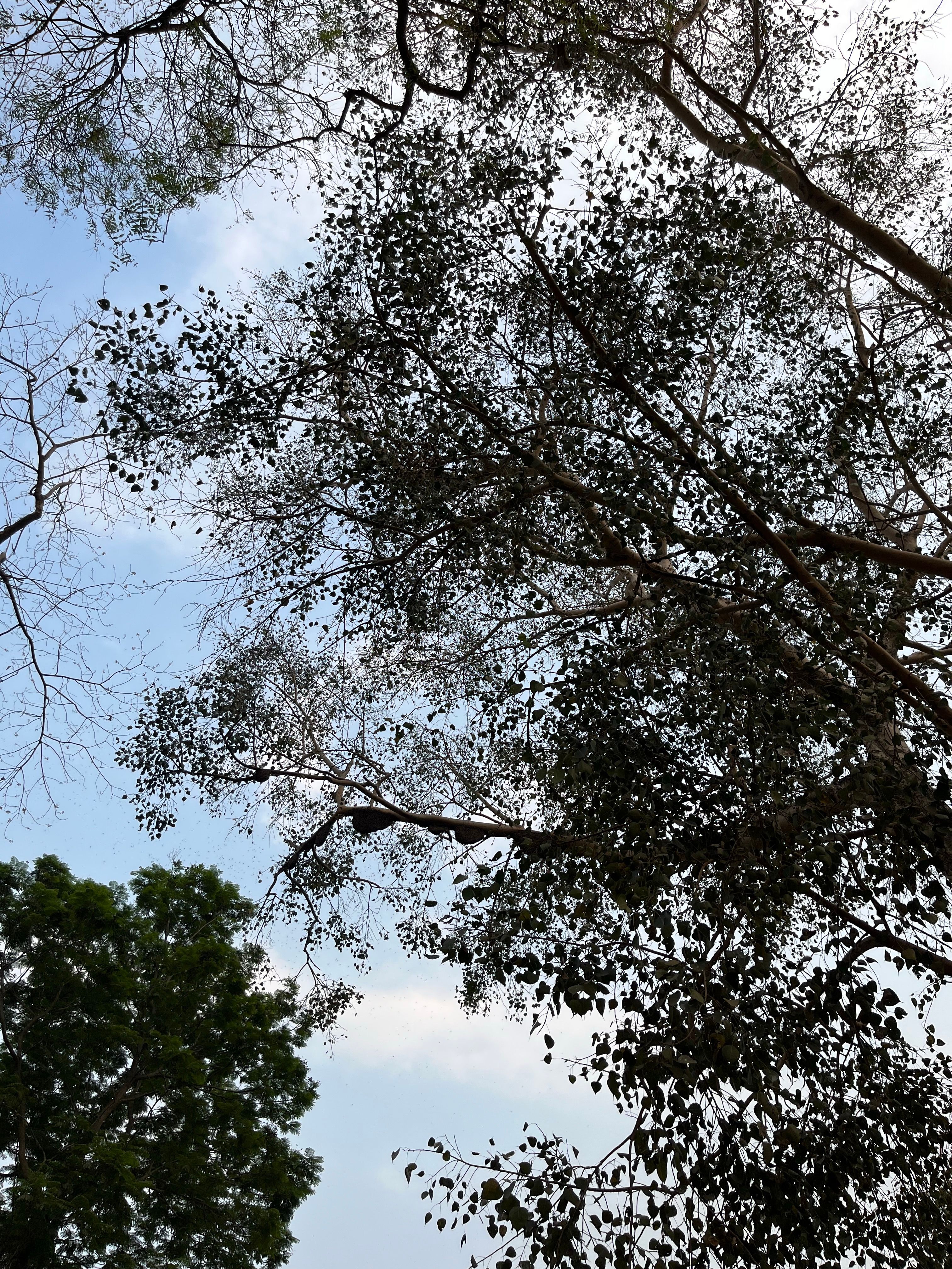 Close up of Tree Branches · Free Stock Photo