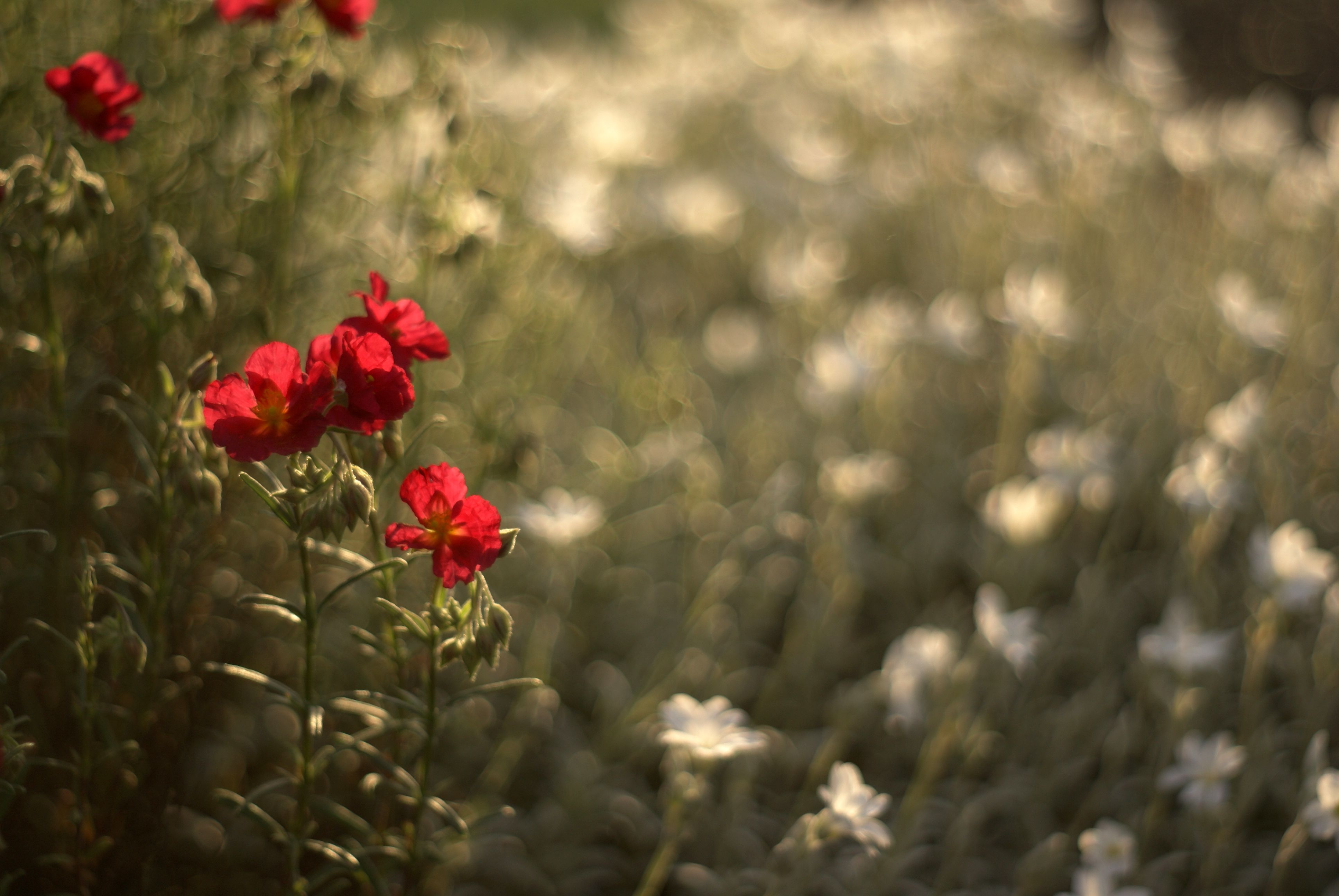 Foto de stock gratuita sobre al aire libre, amapolas, asignación ...