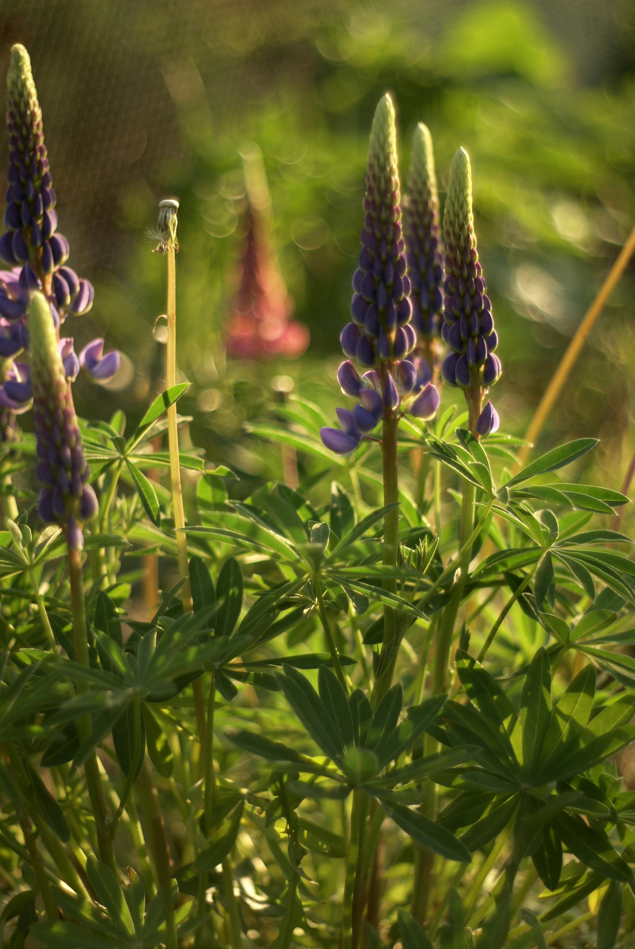 Blue Flower Bud Photos, Download The BEST Free Blue Flower Bud Stock ...