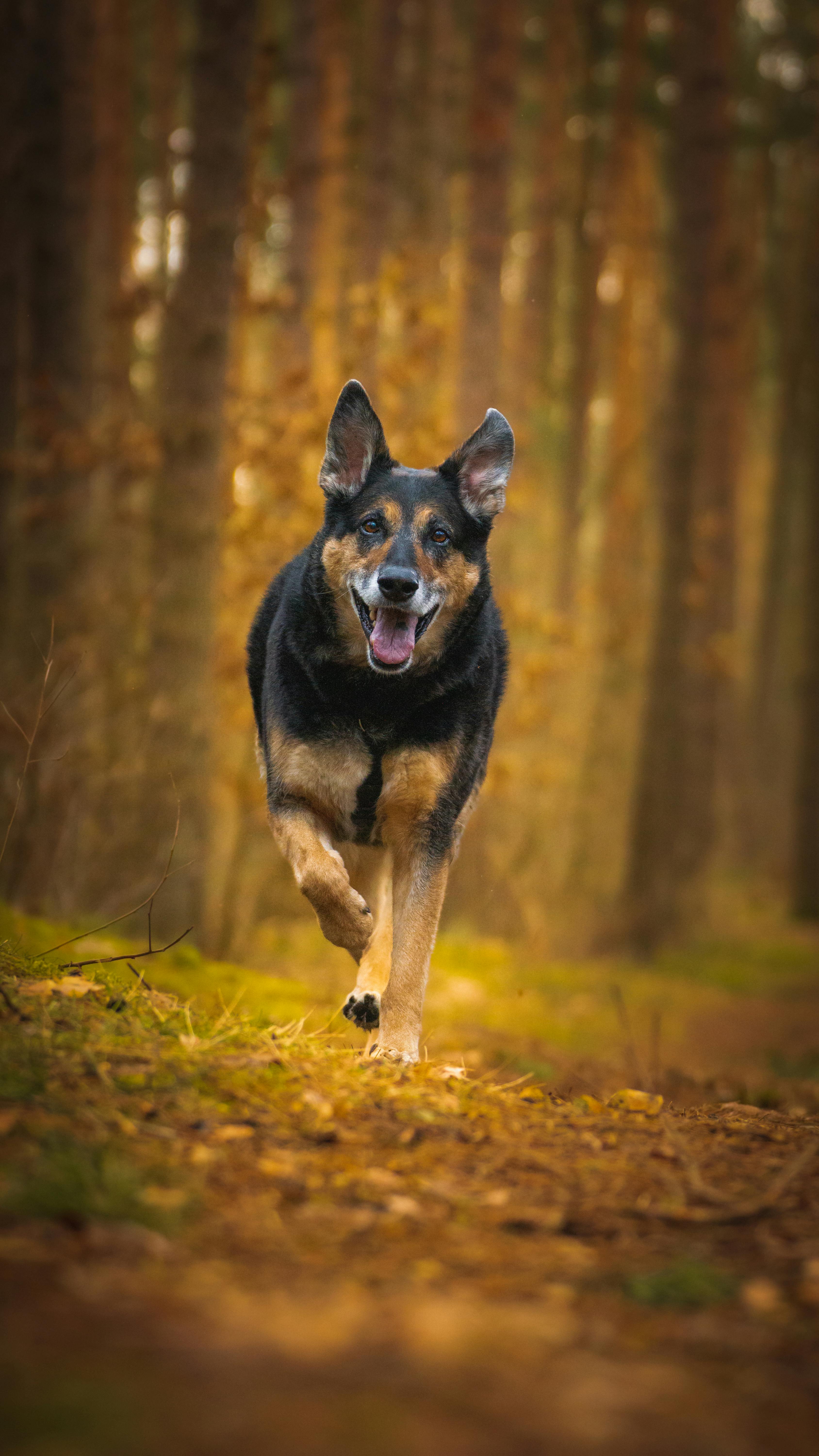 A Man Running with Dogs · Free Stock Photo