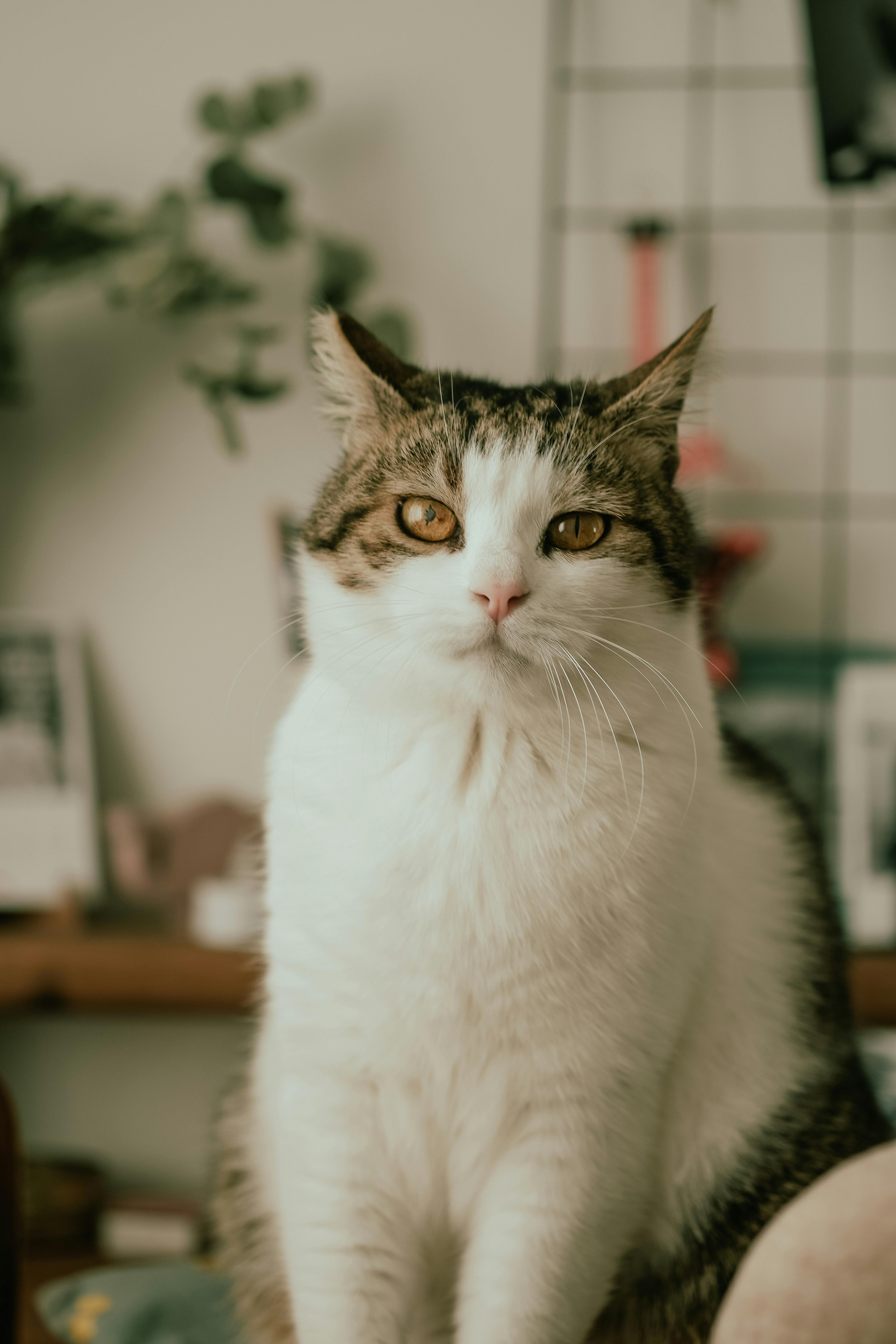 Cat Sitting behind Window · Free Stock Photo
