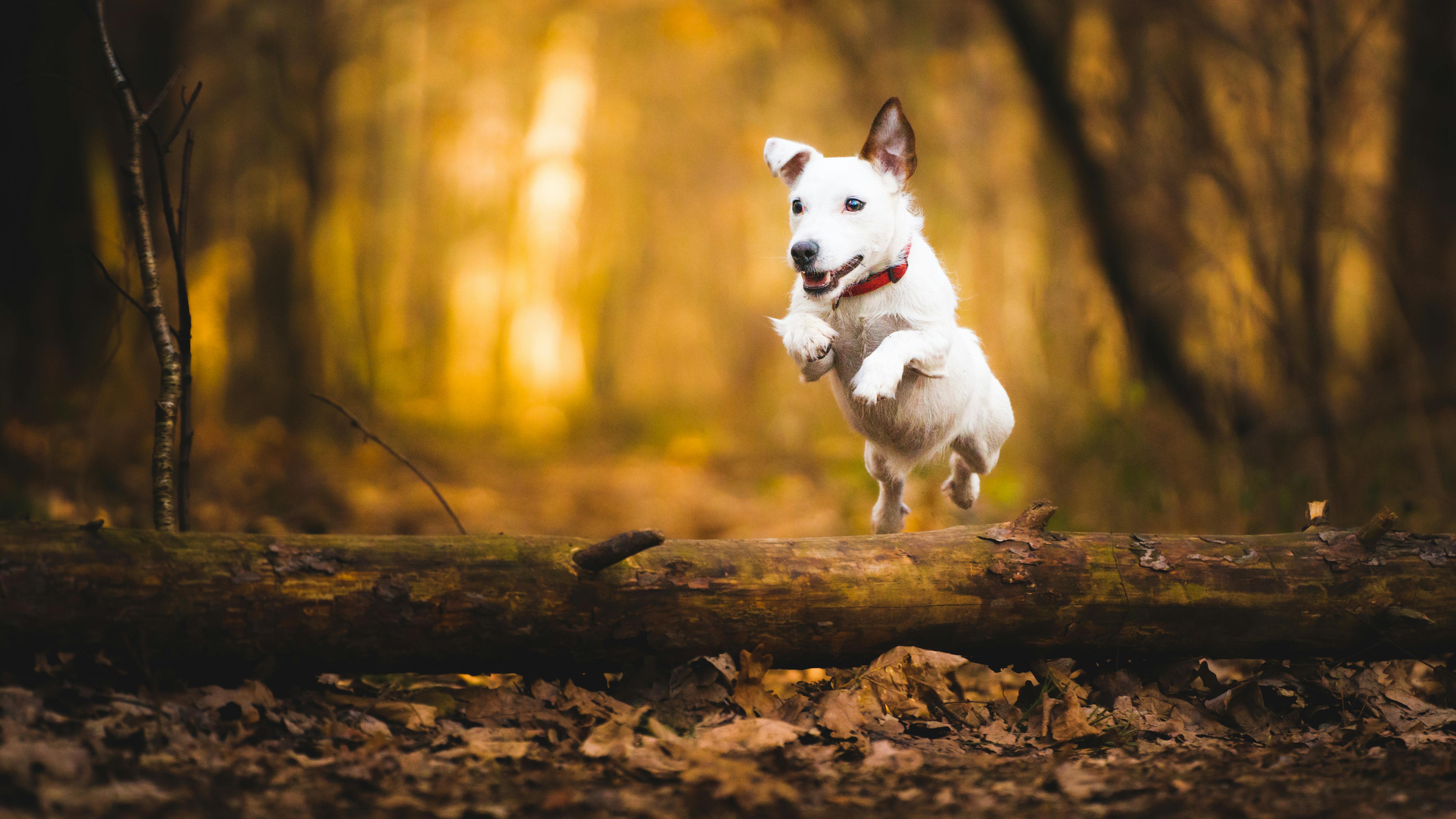 Dog Jumping over Tree Trunk · Free Stock Photo