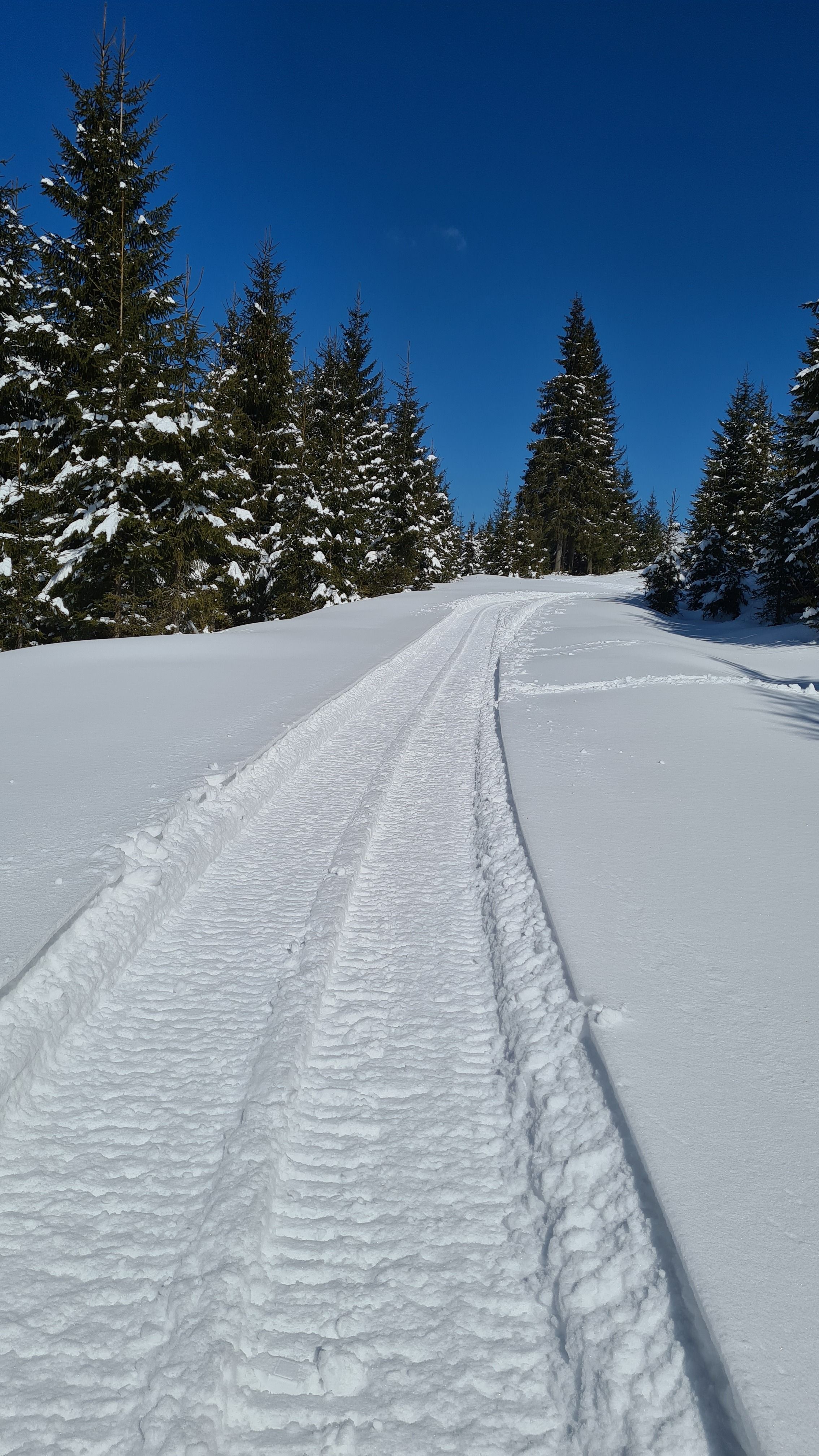 Footpath in Snow · Free Stock Photo