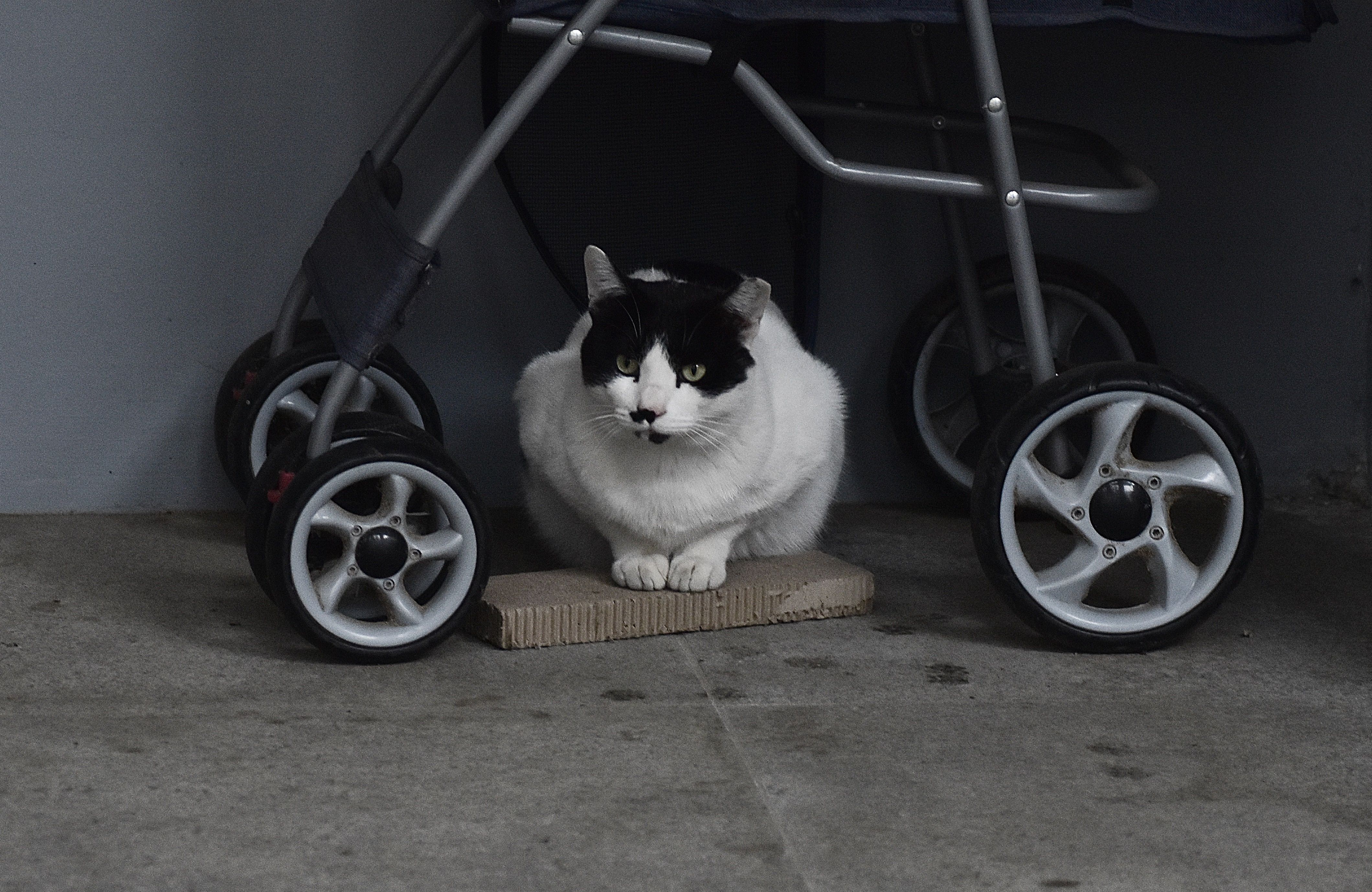 Cats In Stroller Photos, Download The BEST Free Cats In Stroller Stock ...