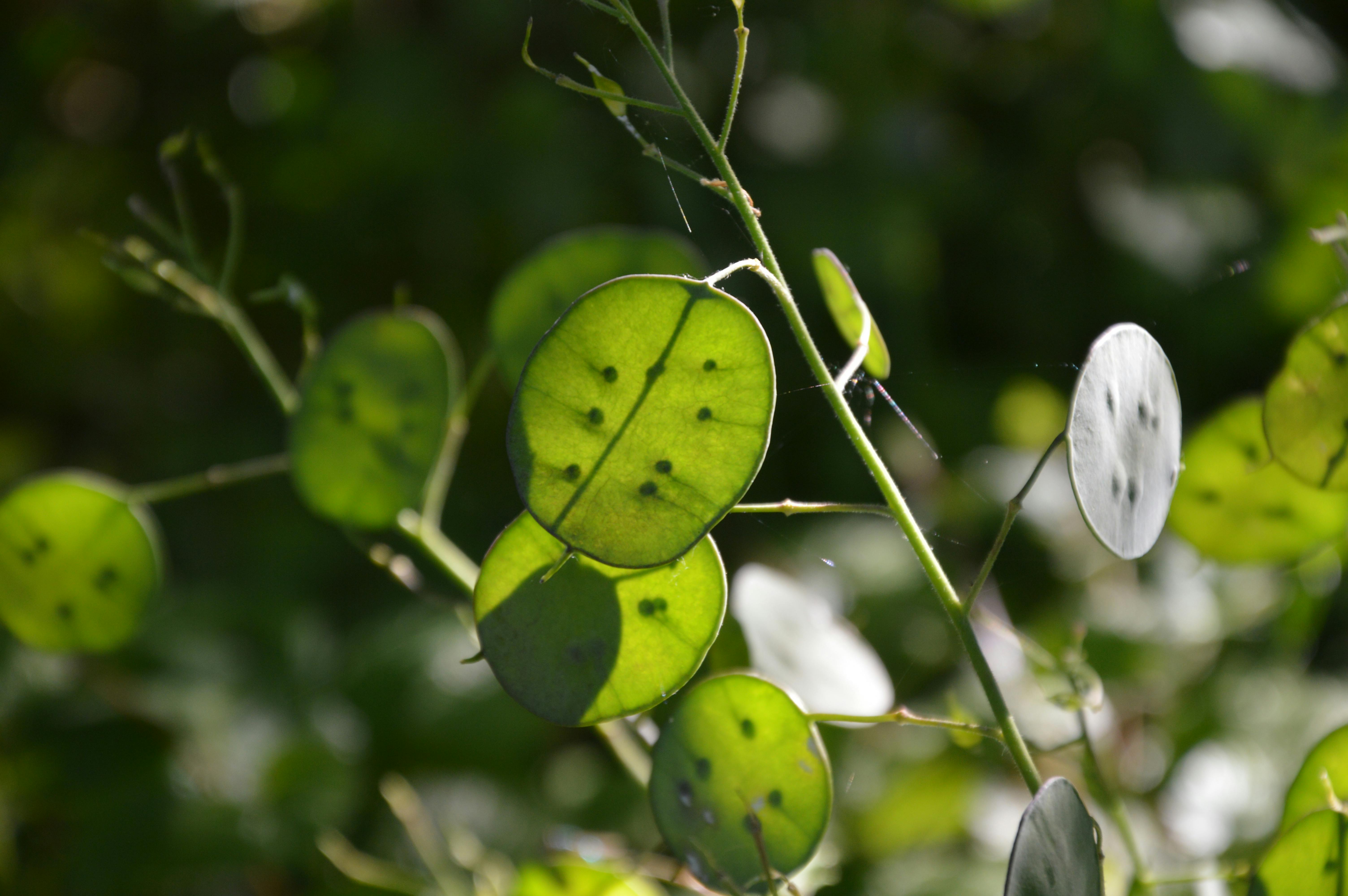 Close-up of Green Round Leaves · Free Stock Photo